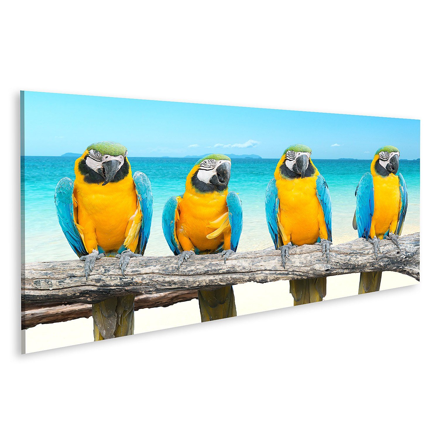 islandburner Leinwandbild Bild auf Leinwand Blau Und Gold Ara Auf Tropischen Schönen Strand Und