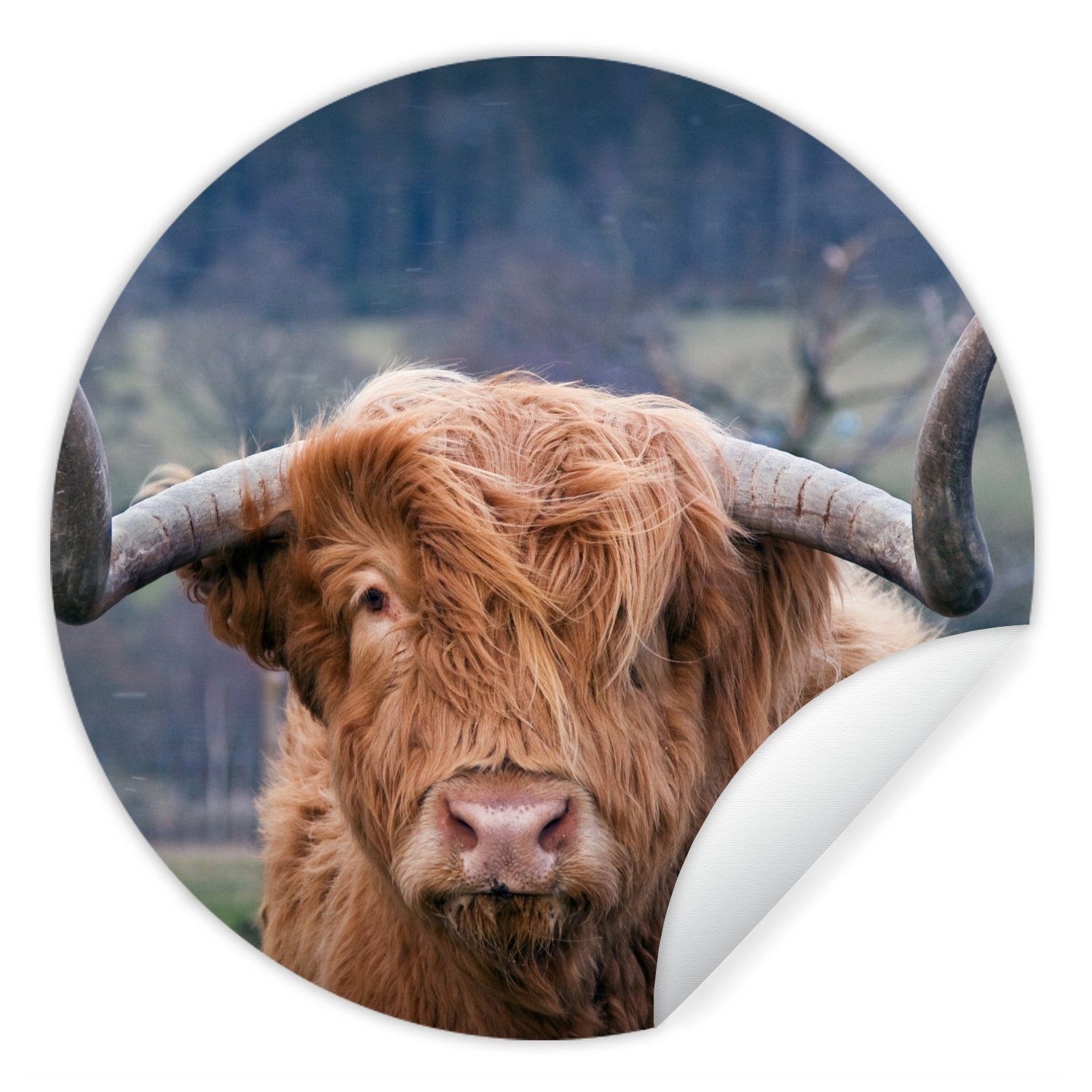 Muchowow Wandsticker Schottischer Highlander Hörner Berg 1 St