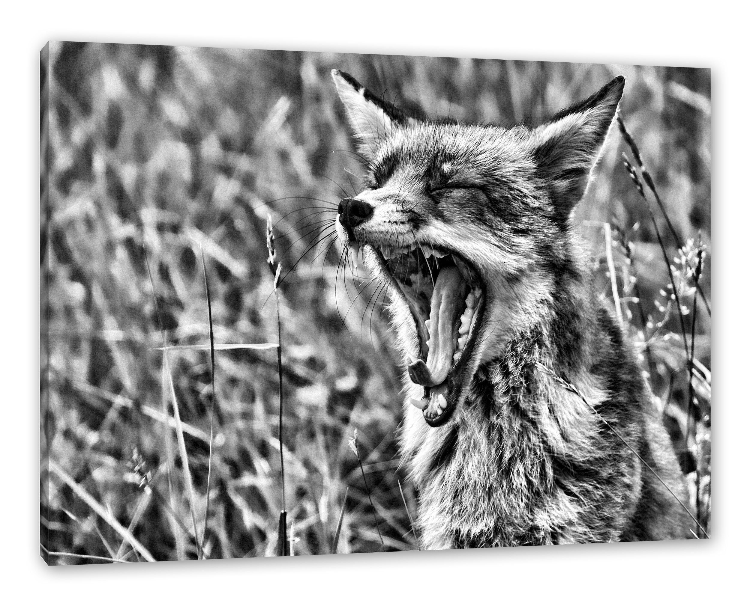 Pixxprint Leinwandbild Müder Fuchs Auf Wildwiese Müder Fuchs Auf