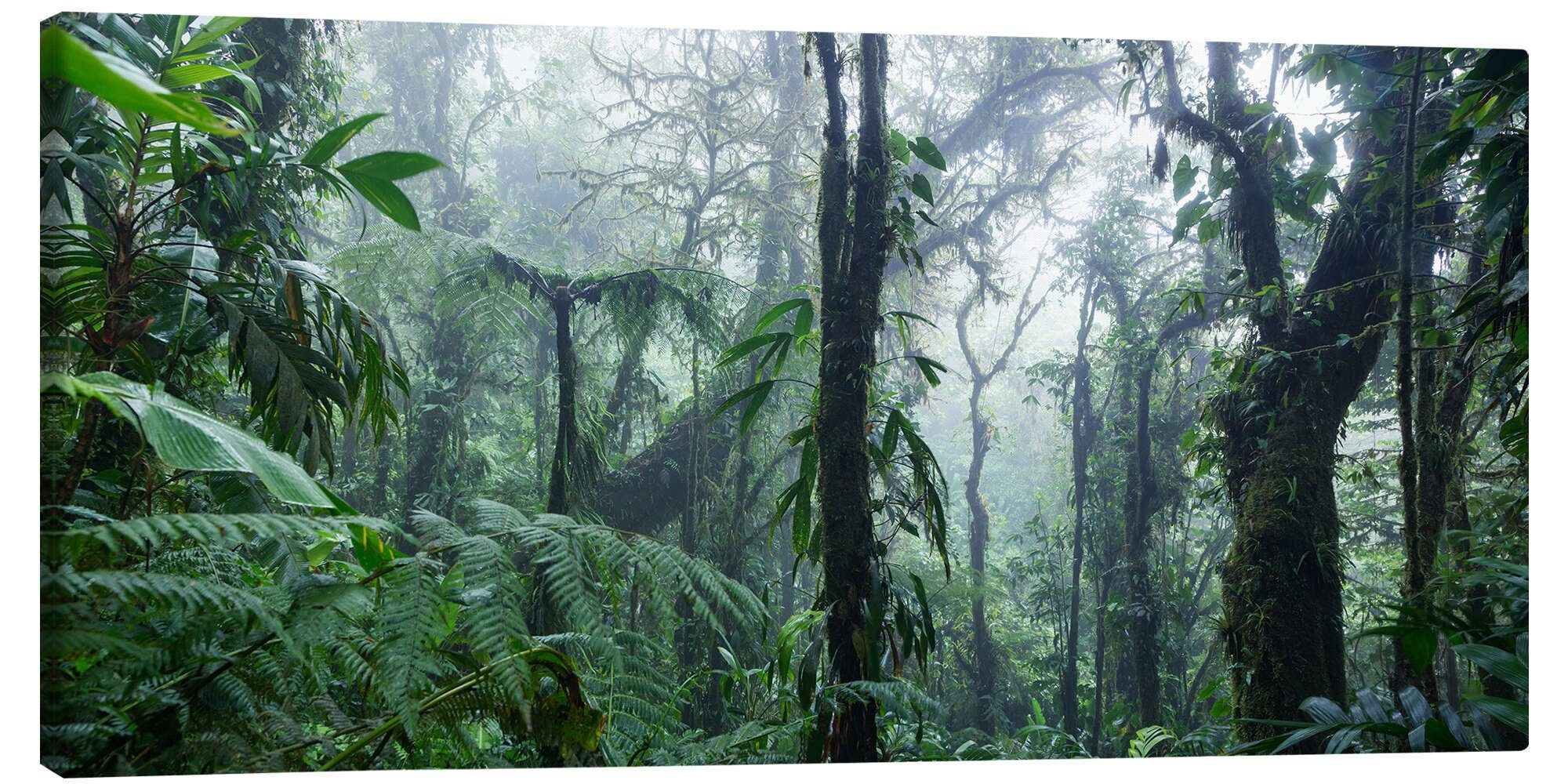 Posterlounge Leinwandbild Matteo Colombo Nebliger Regenwald Costa