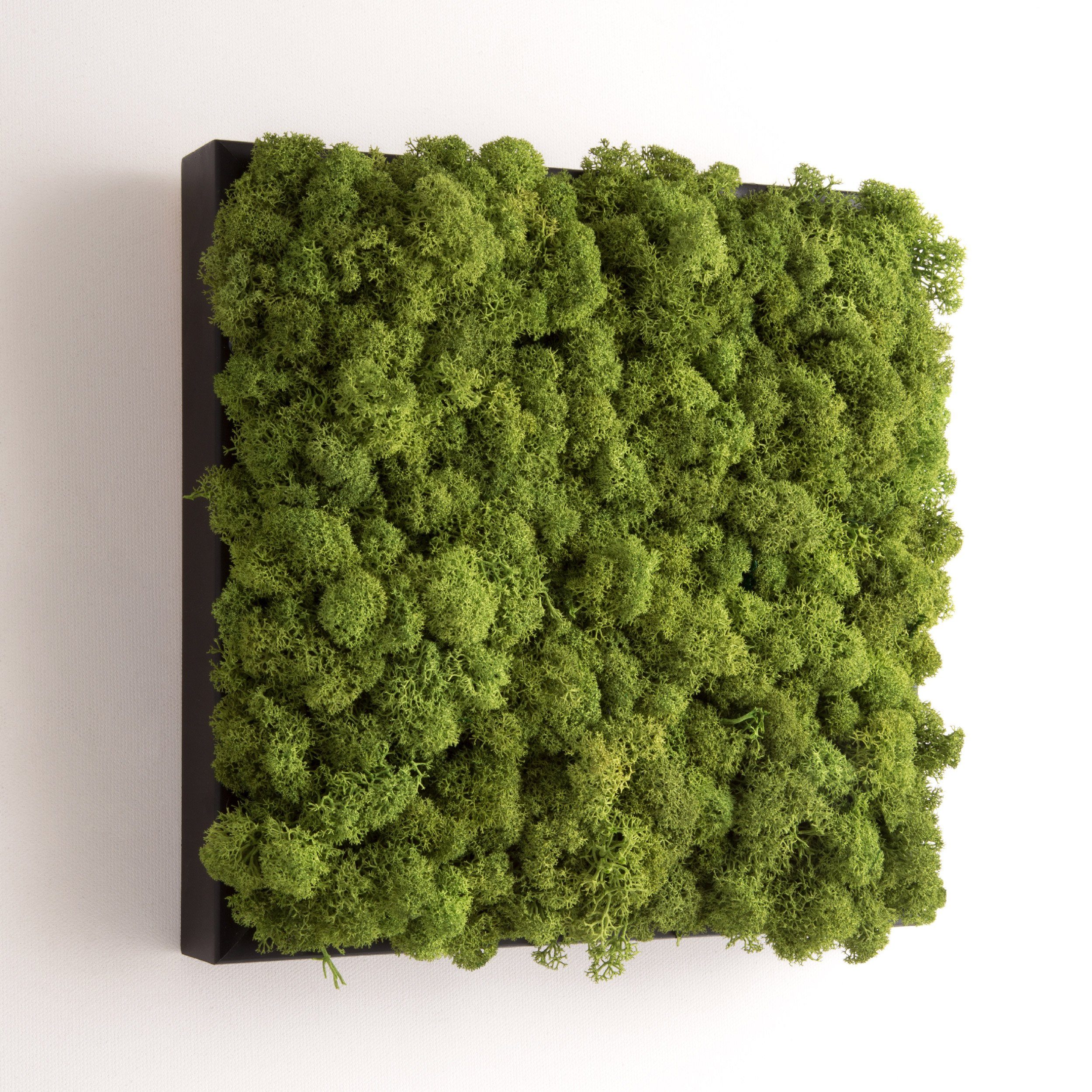 Büro Moosbilder online kaufen | OTTO