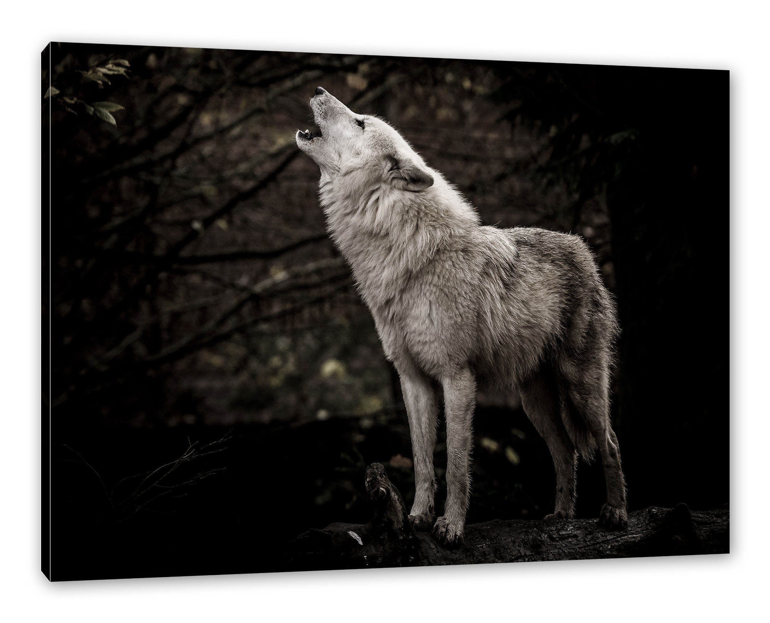Pixxprint Leinwandbild Weißer heulender Wolf im Wald, Weißer heulender Wolf im Wald (1 St ...
