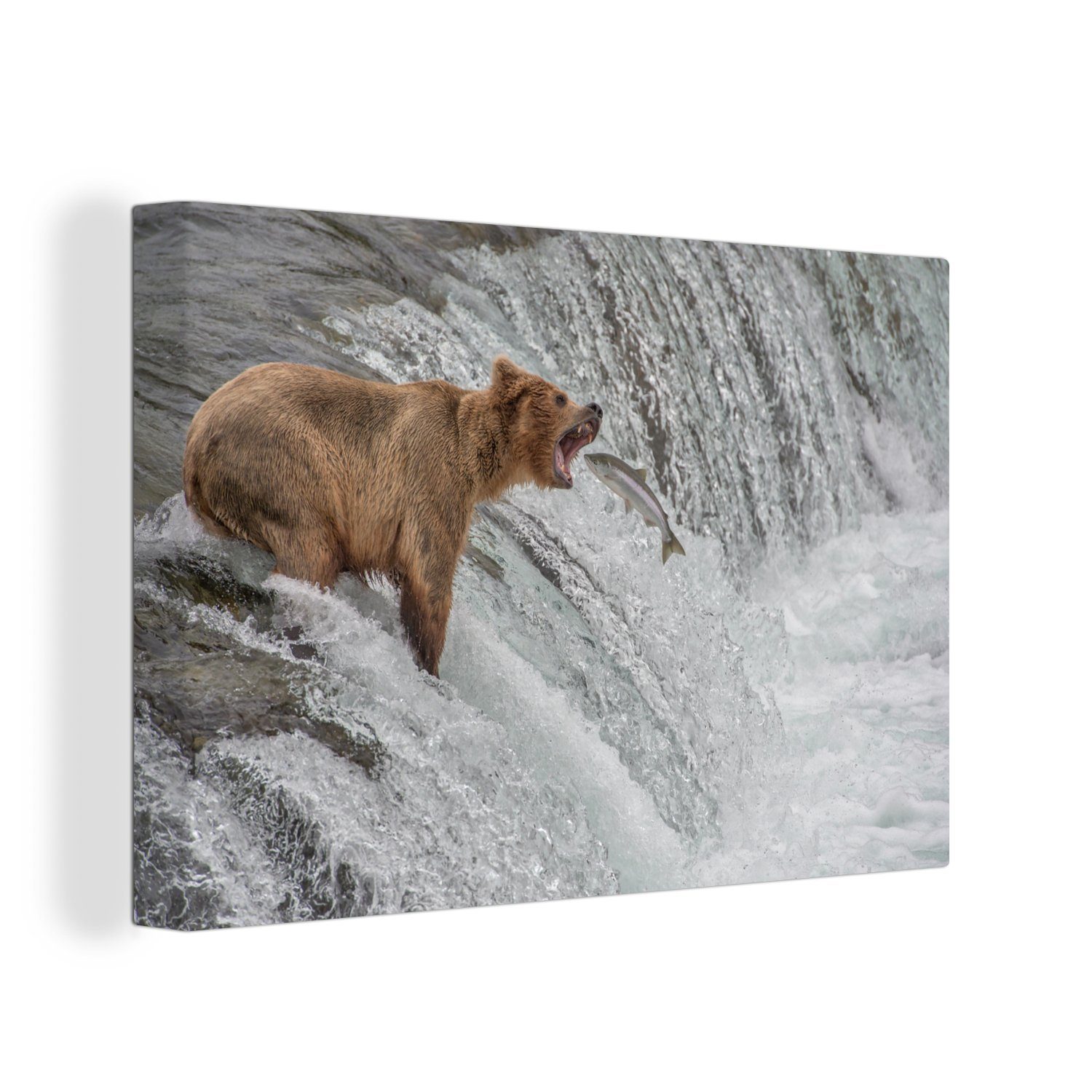 OneMillionCanvasses® Leinwandbild Bär - Lachs - Wasserfall, (1 St), Wandbild Leinwandbilder ...