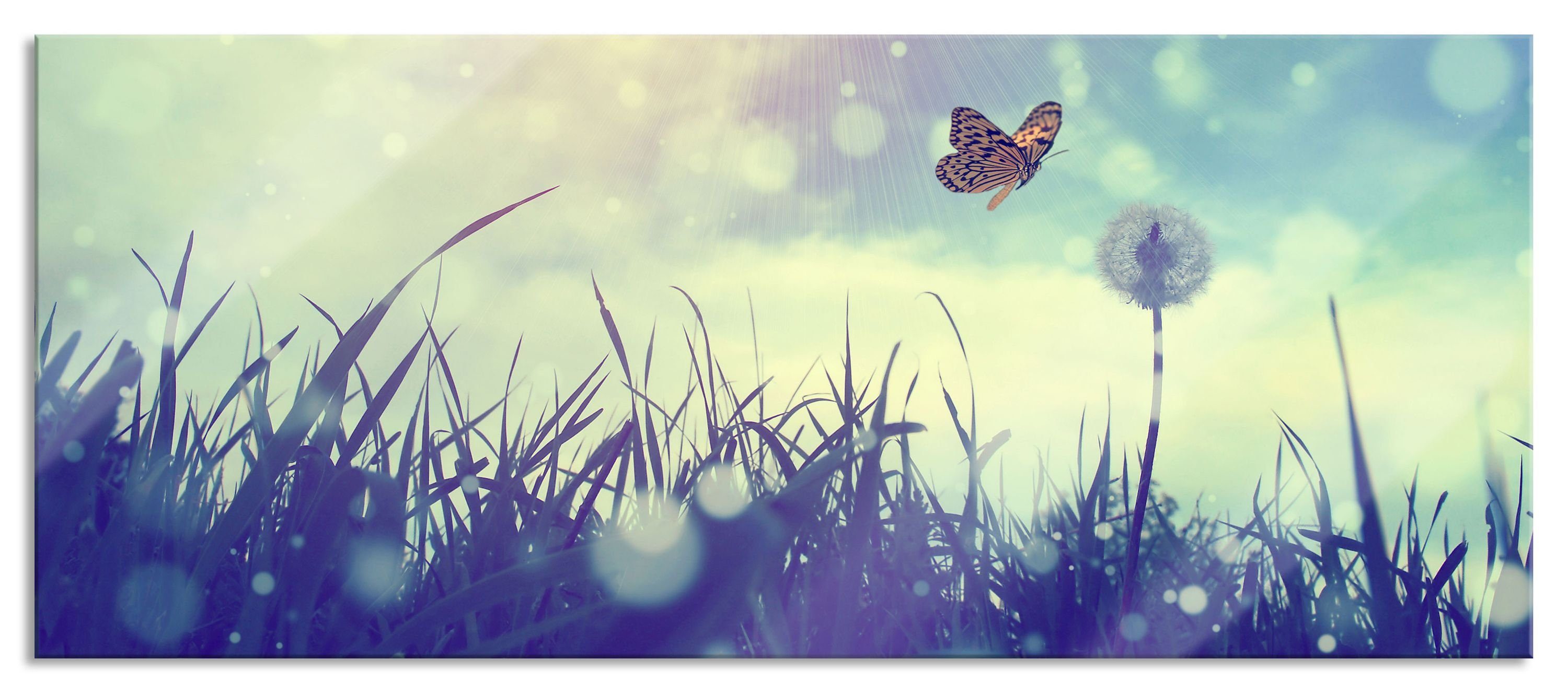Pixxprint Glasbild Schmetterling Fliegt Zu Pusteblume Schmetterling