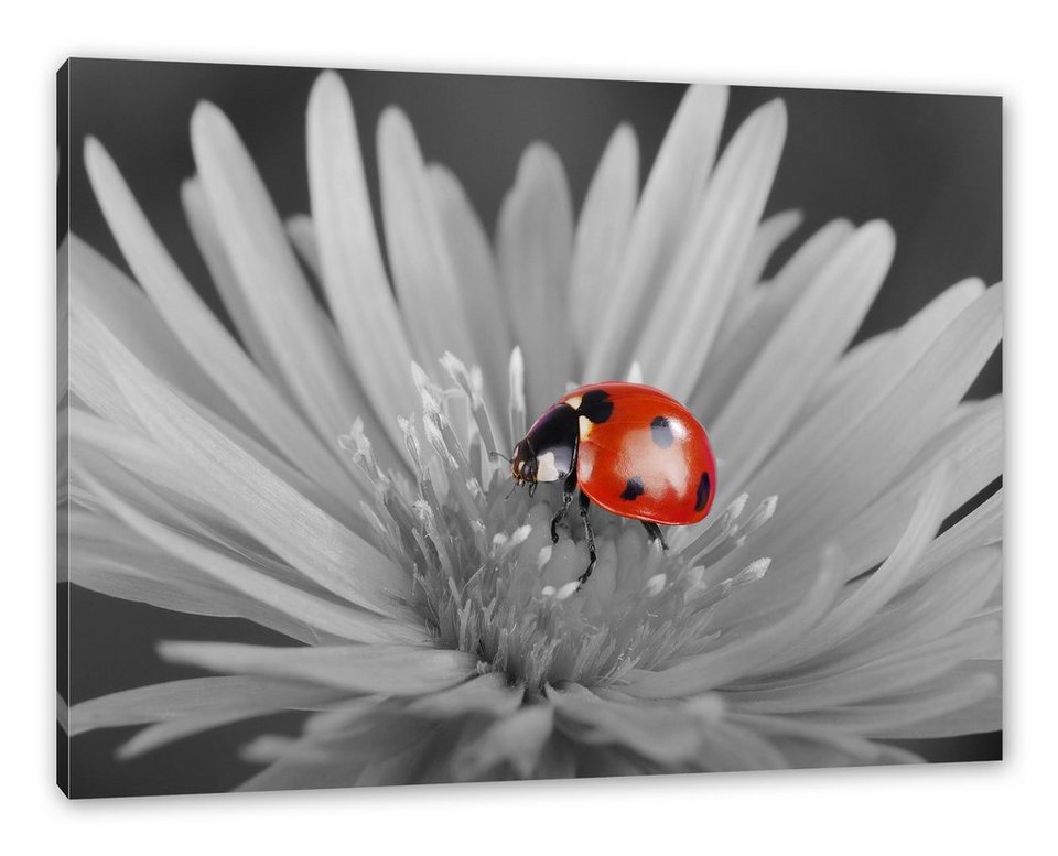 Pixxprint Leinwandbild Leuchtender Marienkäfer Auf Blüte Leuchtender