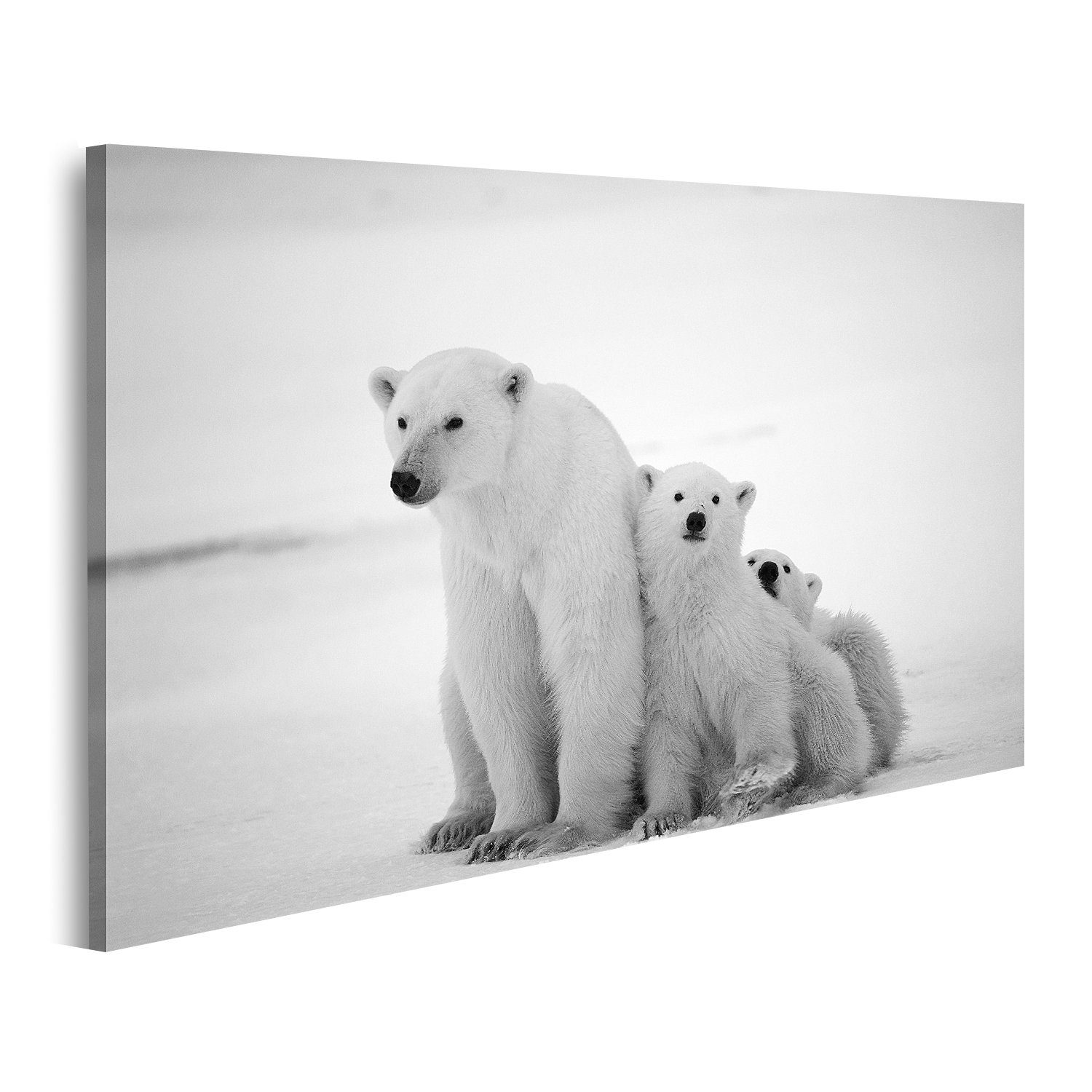 Islandburner Leinwandbild Bild Auf Leinwand Weißer Schafbär Mit
