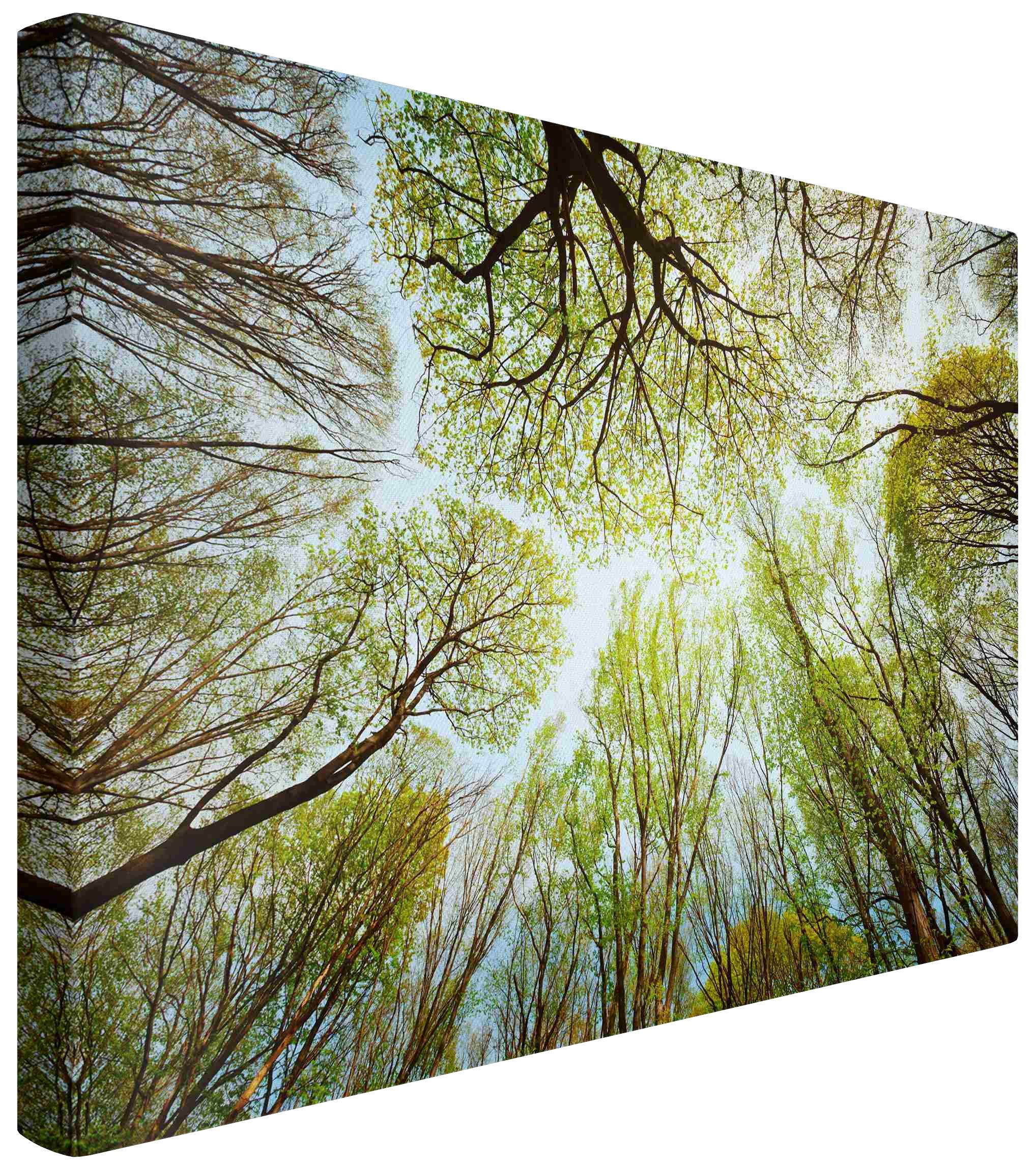 Bilderdepot24 Leinwandbild Akustikbild Wald Natur Landschaft Blick Baumkronen Akustik Bilder ...