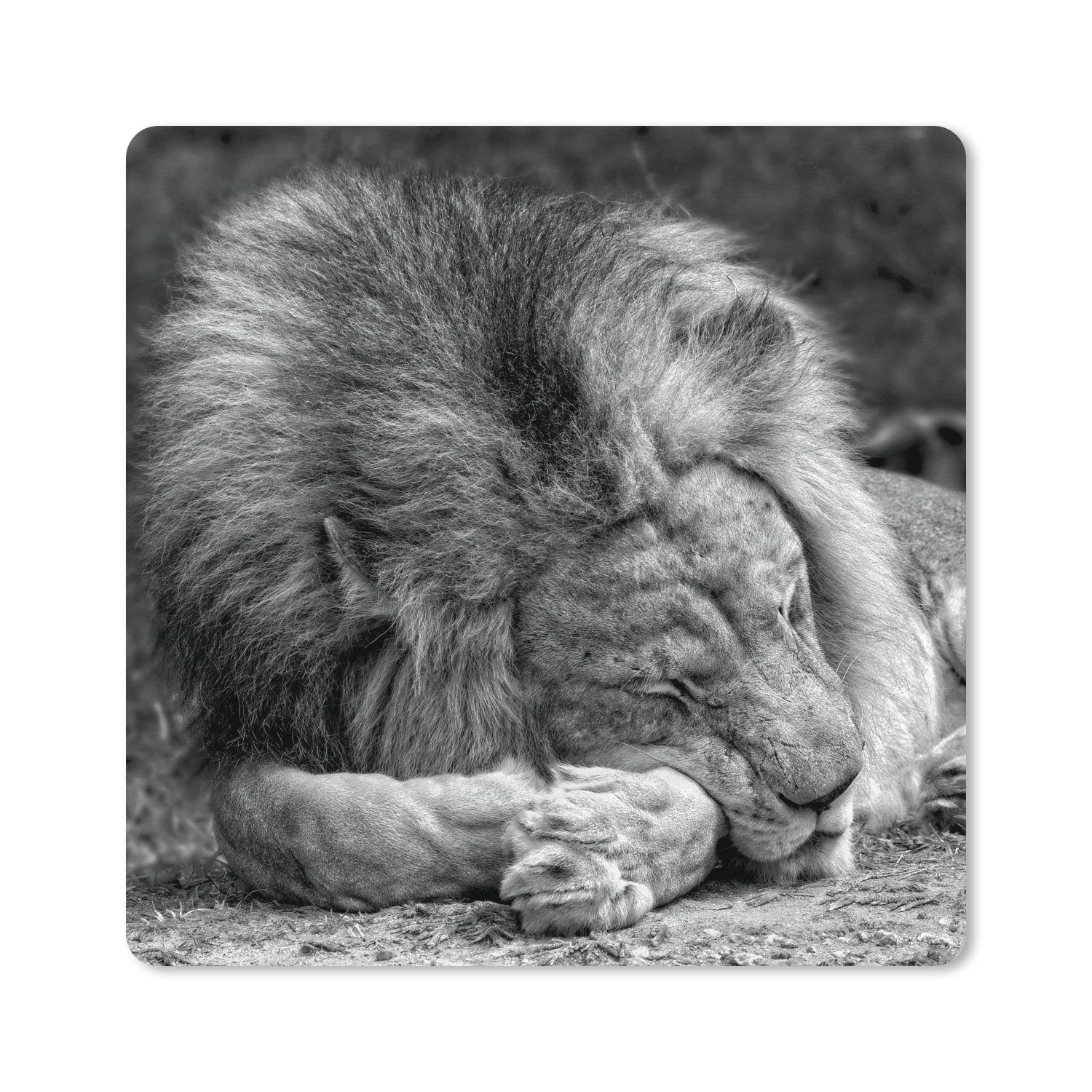 Muchowow Gaming Mauspad Löwe Afrika Schwarz 1 St Mousepad Mit