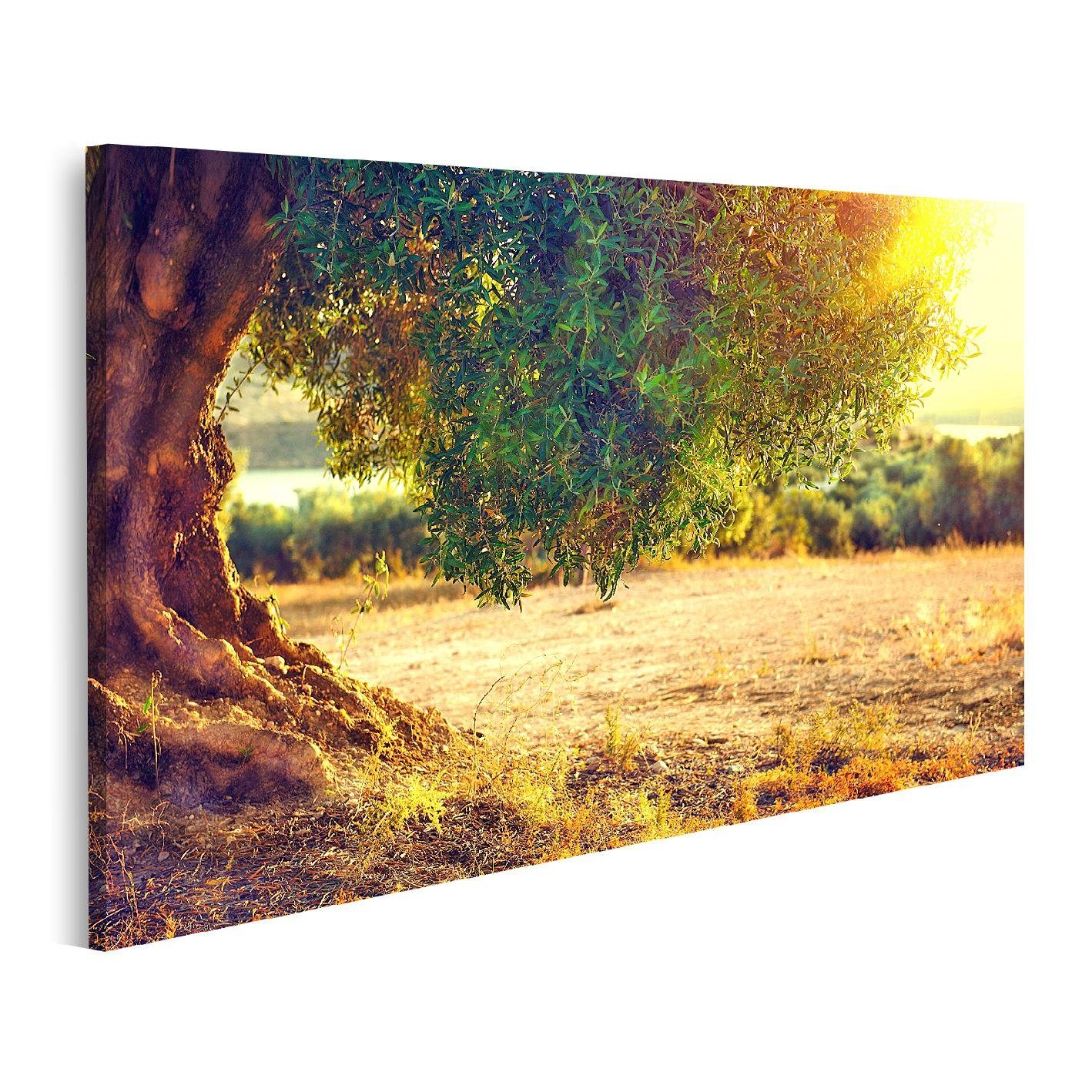 islandburner Leinwandbild Bild auf Leinwand Olivenbäume Plantage von Olivenbäumen bei Sonnenunte