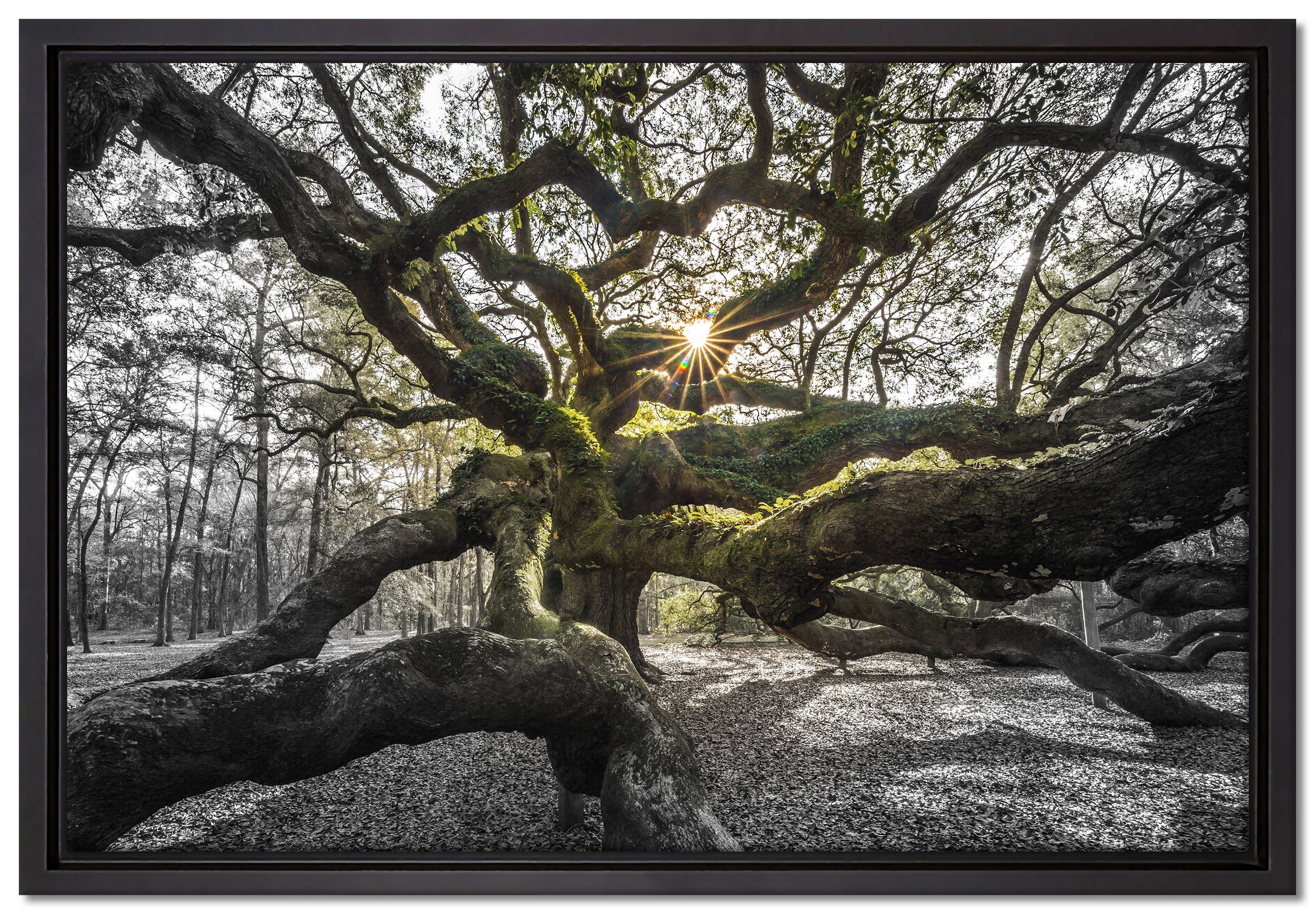 Pixxprint Leinwandbild Gigantisch Verzweigter Baum Wanddekoration 1