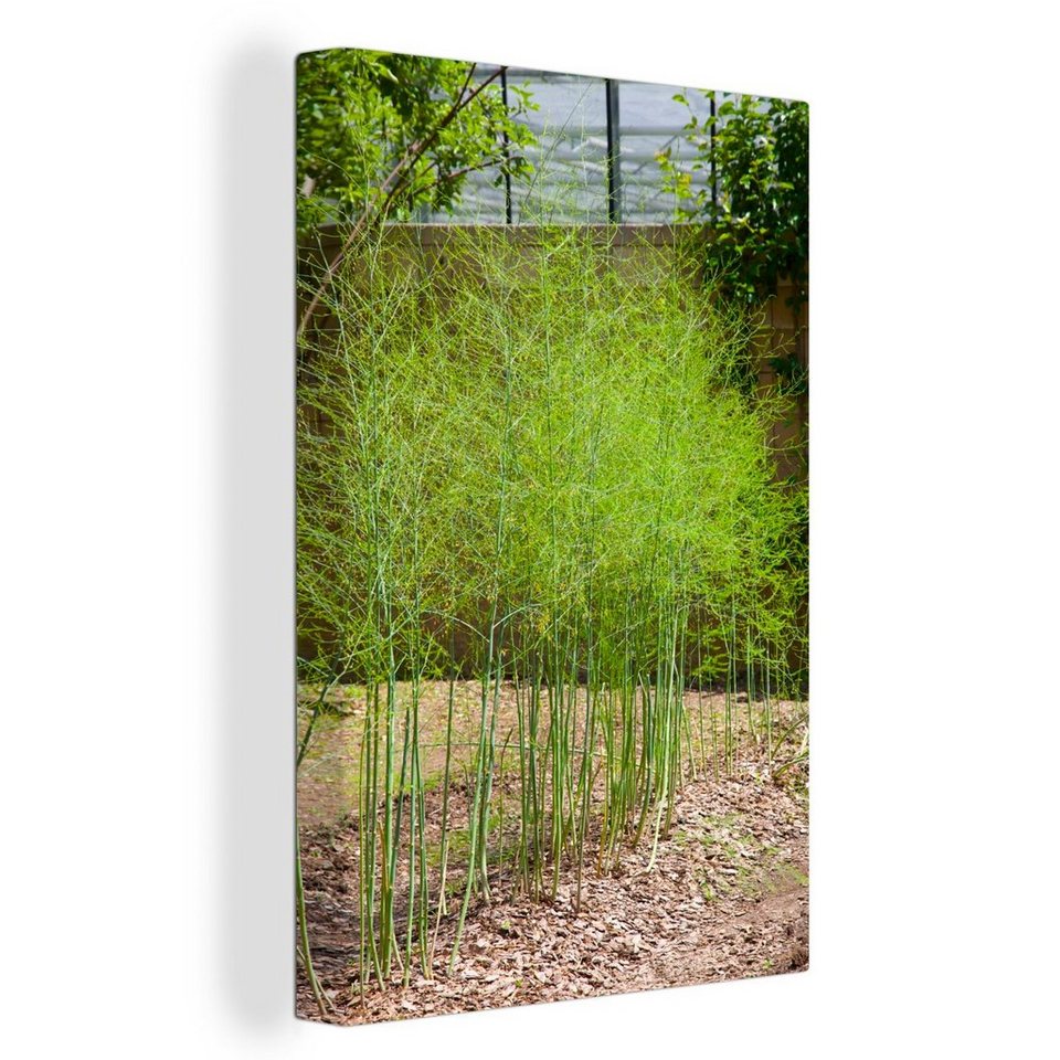 Onemillioncanvasses® Leinwandbild Eine Serie Mit Spargelpflanzen Im