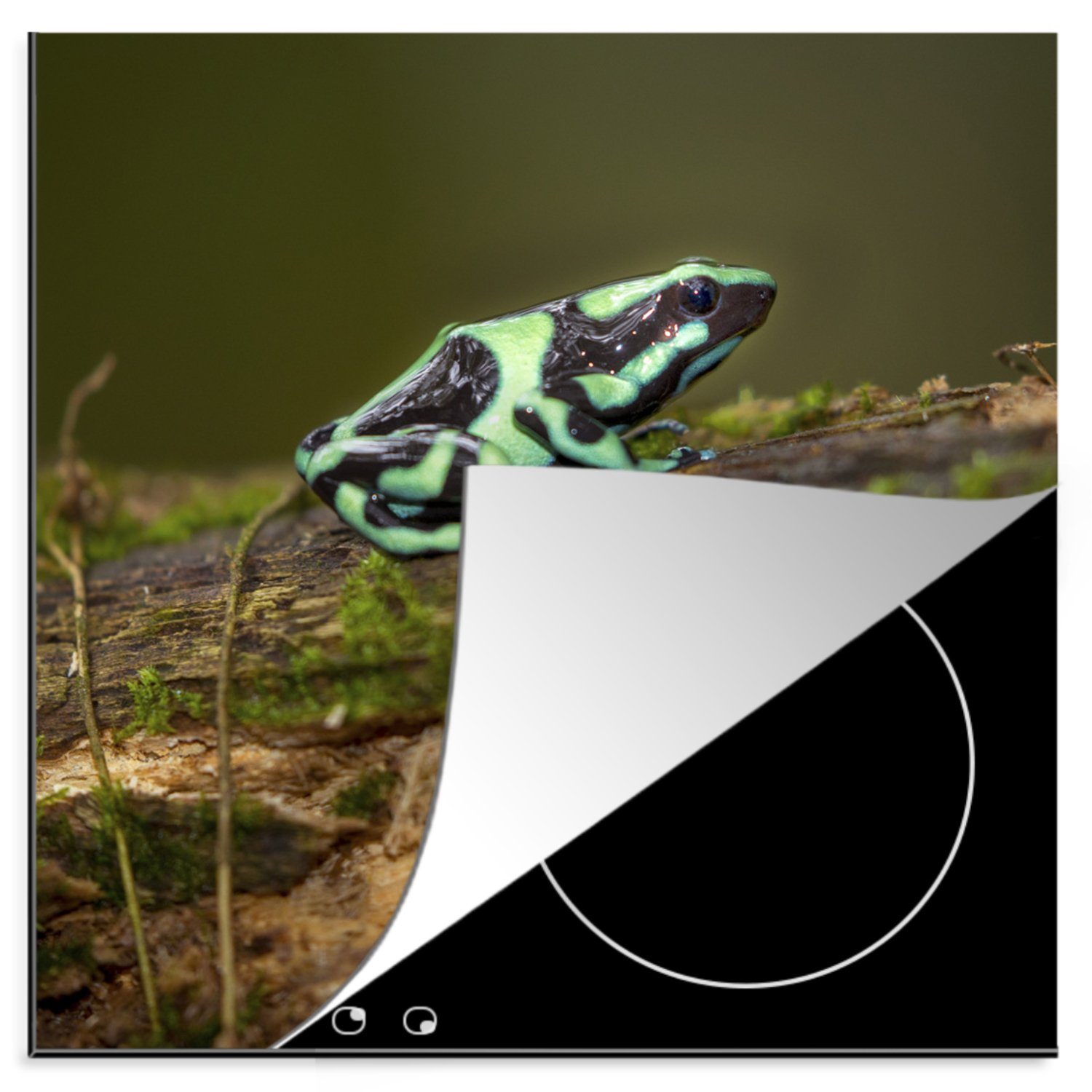 Muchowow Herdblende Abdeckplatte Grüner Pfeiltfrosch Auf Einem