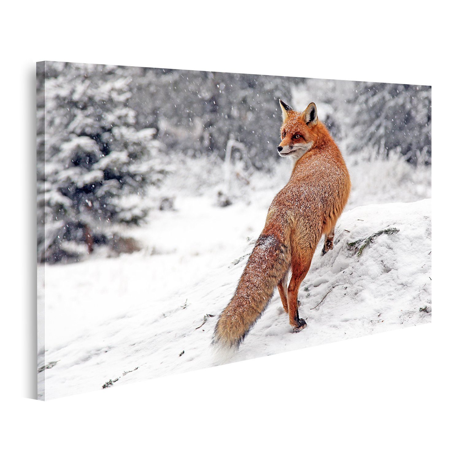 islandburner Leinwandbild Bild auf Leinwand Fuchs im Wald im Hohen Tatra Gebirge Slowakei Wandbi