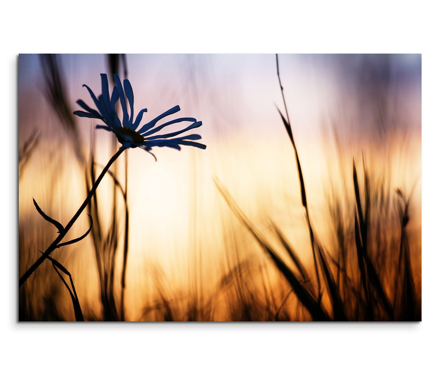 Sinus Art Leinwandbild 120x80cm Wandbild Feld Kornblume Sommer