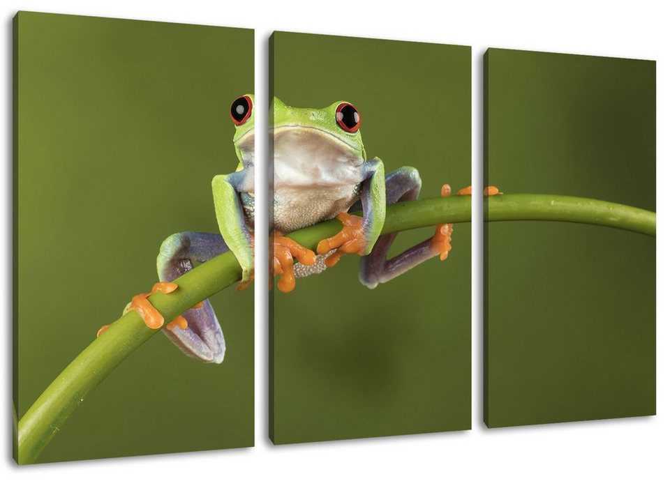 Pixxprint Leinwandbild Baum Frosch Auf Bambus Baum Frosch Auf Bambus
