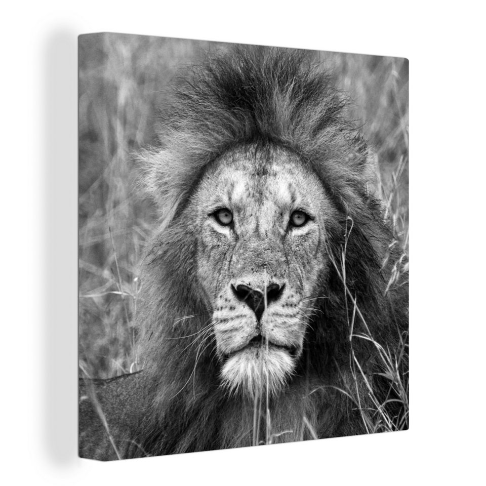 Onemillioncanvasses® Leinwandbild Löwe Porträt Tiere 1 St