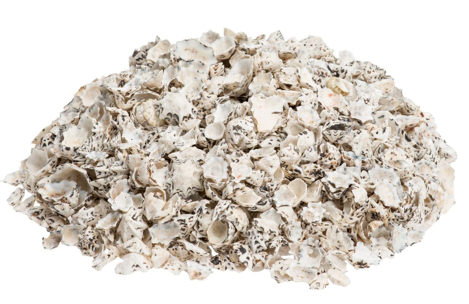 Nadeco Bastelnaturmaterial Patelloida Saccharina Packung Mit Ca 1kg