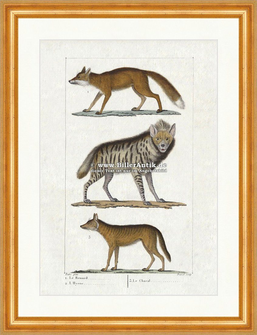 BillerAntik Kunstdruck Fuchs Tüpfelhyäne Streifenschakal Raubtiere Wildhund Buffon 052 Gerahm ...