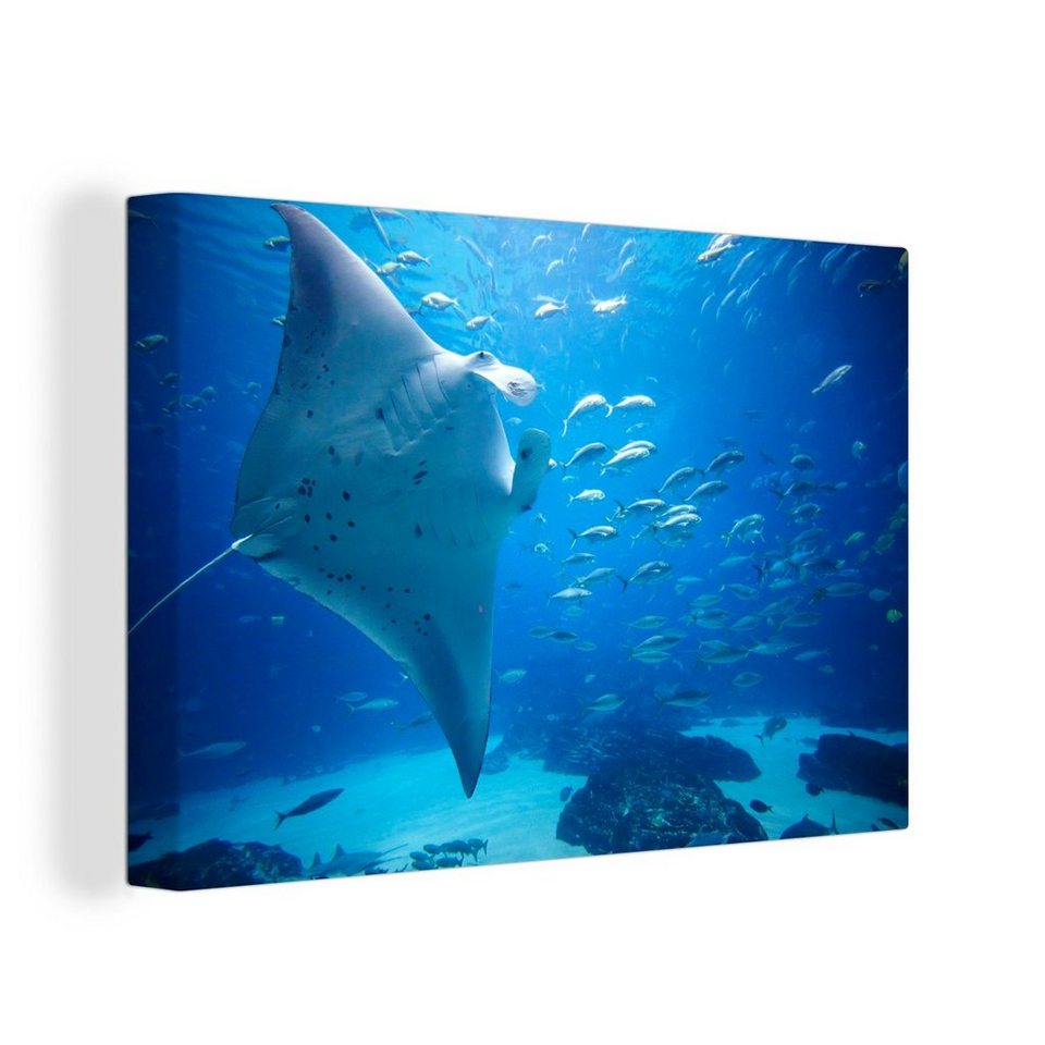 Onemillioncanvasses® Leinwandbild Ein Rochen Mit Fischschwärmen 1 St