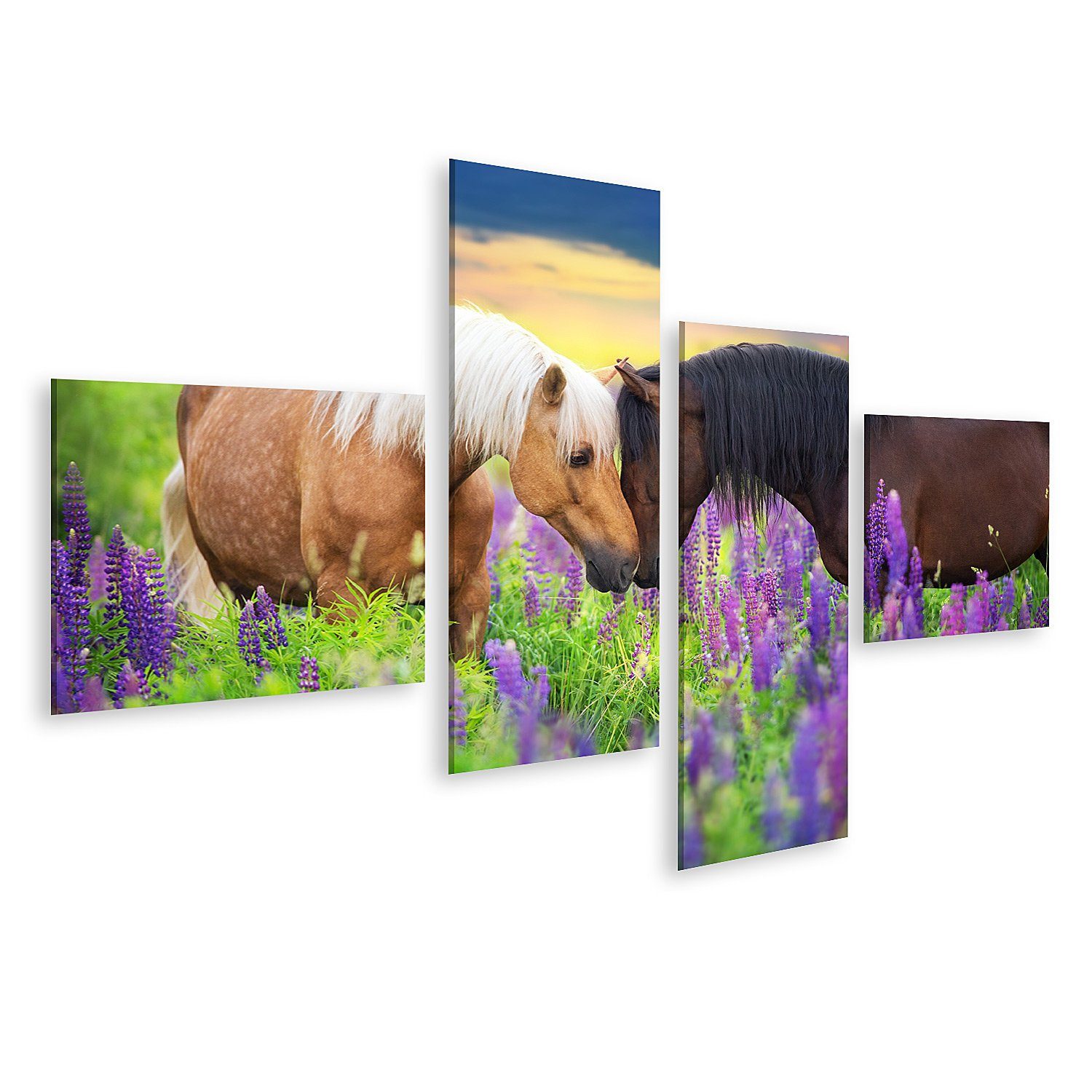 islandburner Leinwandbild Bild auf Leinwand Zwei Palomino Pferde Im Lavendel Blütenfeld ...