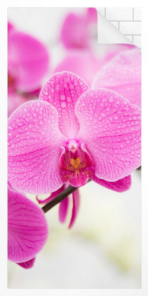 Bilderdepot24 Badrückwand Blumen Pink Duschrückwand Ohne Bohren Dusche