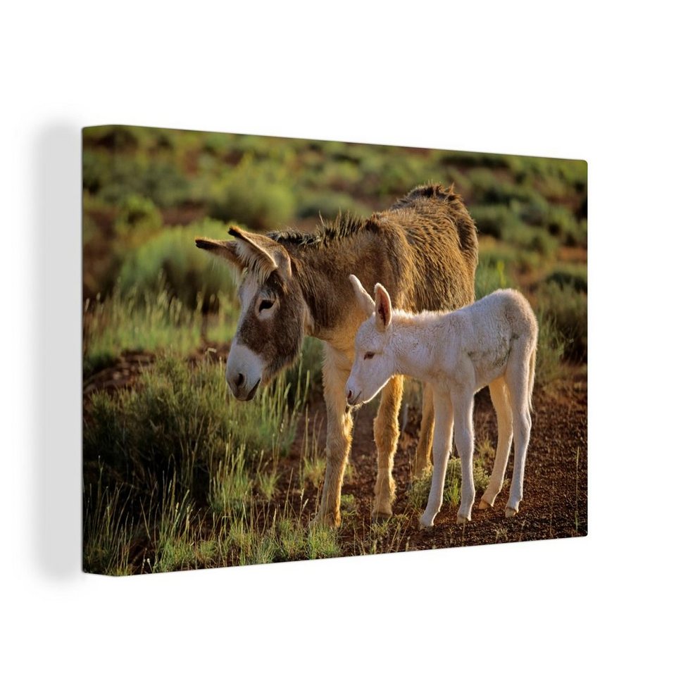 Onemillioncanvasses® Leinwandbild Esel Mit Fohlen 1 St Wandbild