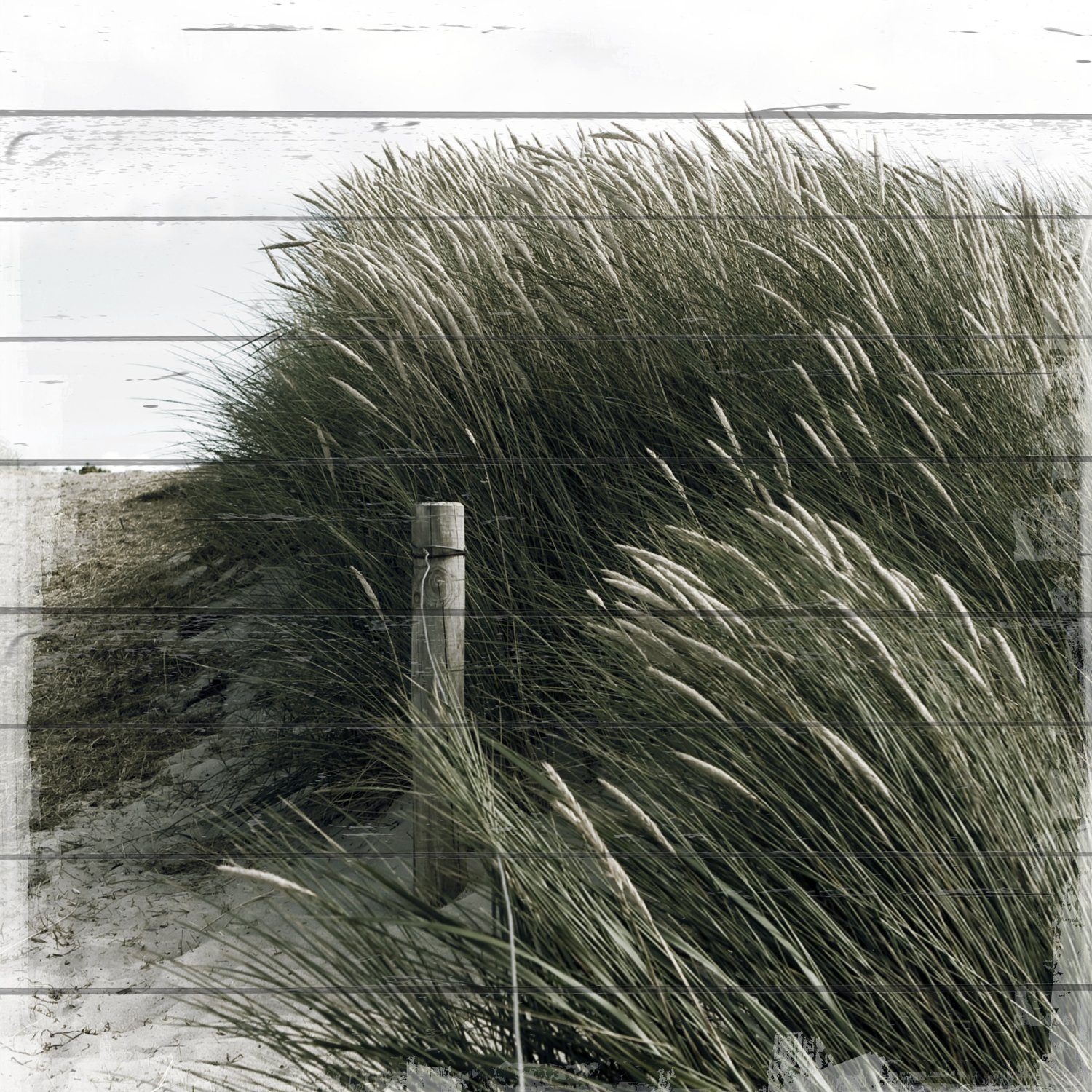 queence Holzbild Plank - Echtholz - Strand - Meer - Urlaub, Wandbild aus Holz, Strandhafer 2 (1 ...