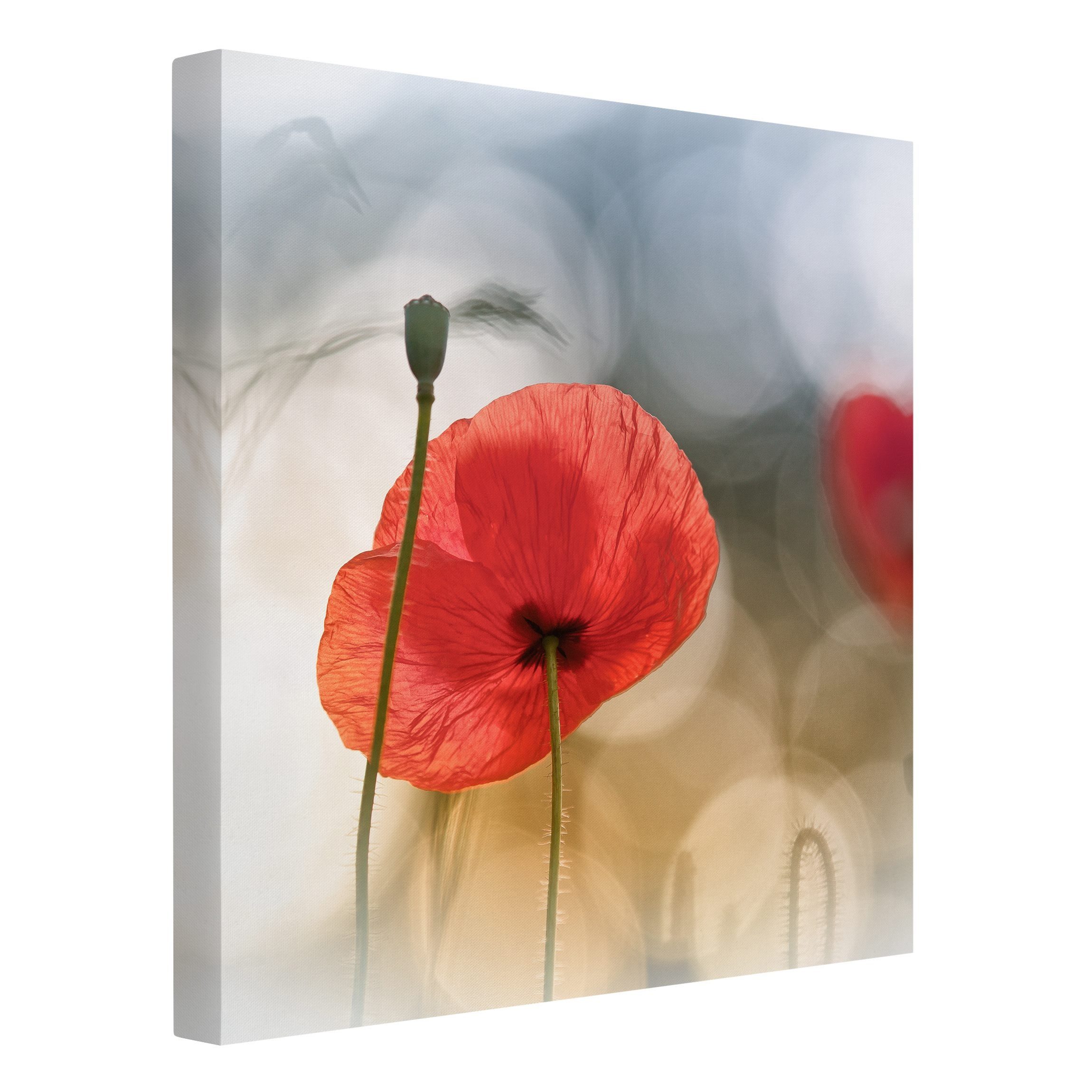 Bilderdepot24 Leinwandbild Blume Natur Modern Mohnblumen rot Bild auf Leinwand Groß XXL ...