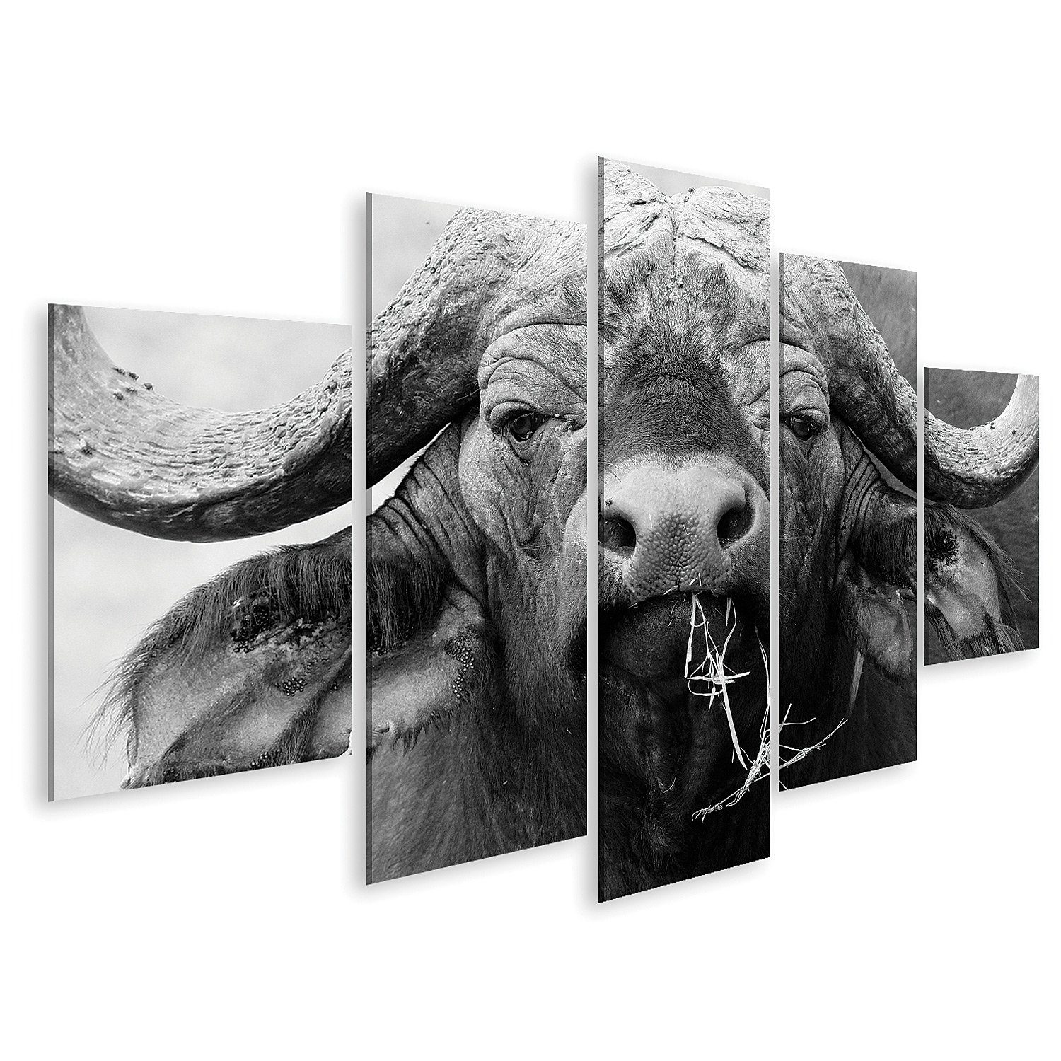 islandburner Leinwandbild Bild auf Leinwand Portrait Eines Afrikanischen Buffalo Syncerus Caffer