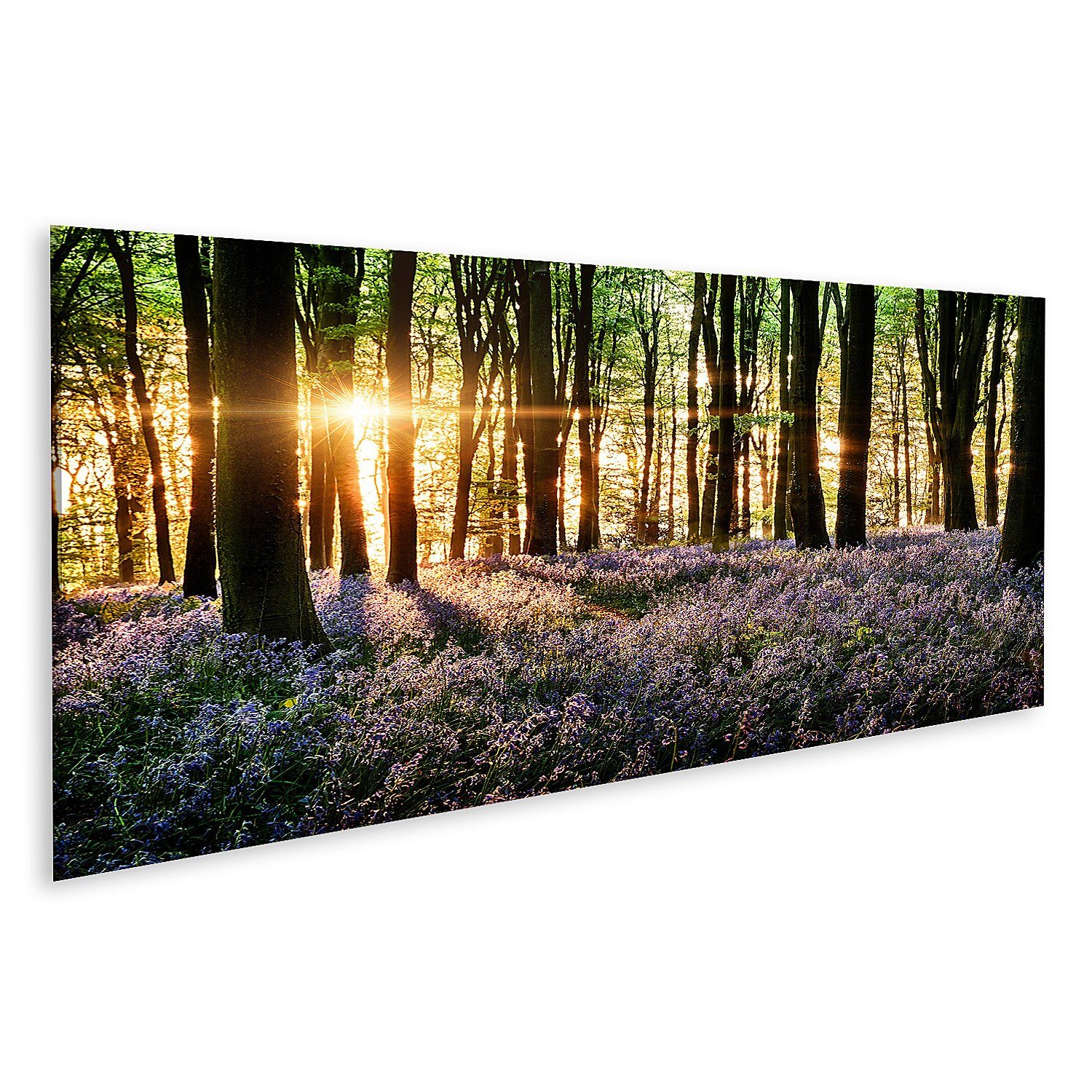 islandburner Leinwandbild »Bild auf Leinwand Blühende Glockenblumen Im Wald Bei Morgenlicht ...
