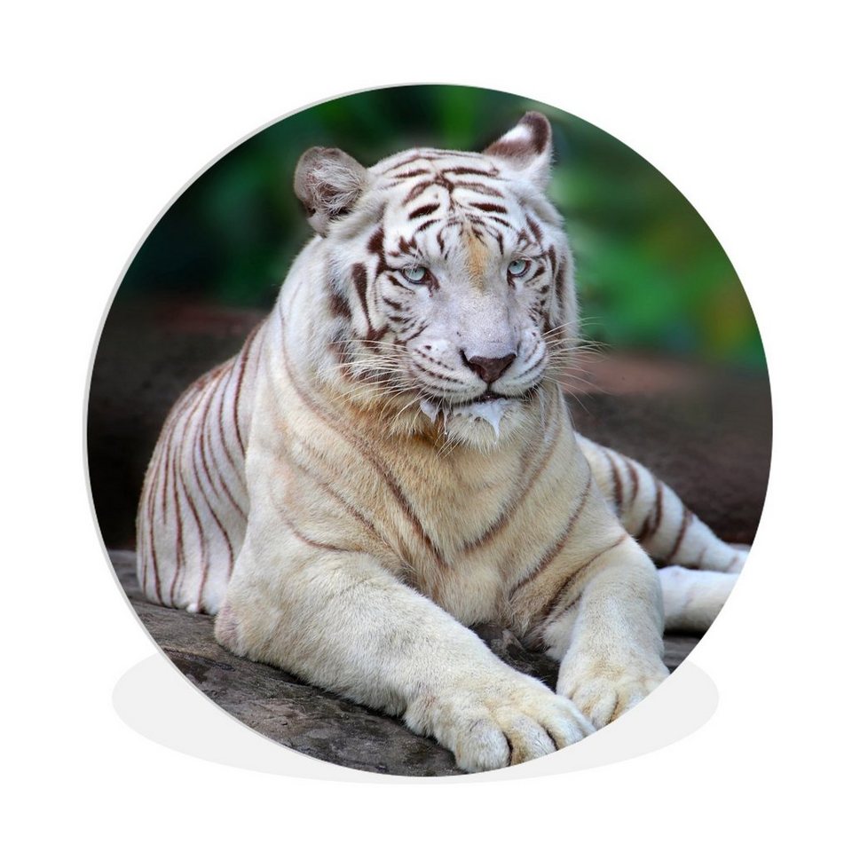 Muchowow Gemälde Weißer Tiger Baumstamm Wald 1 St Kreis