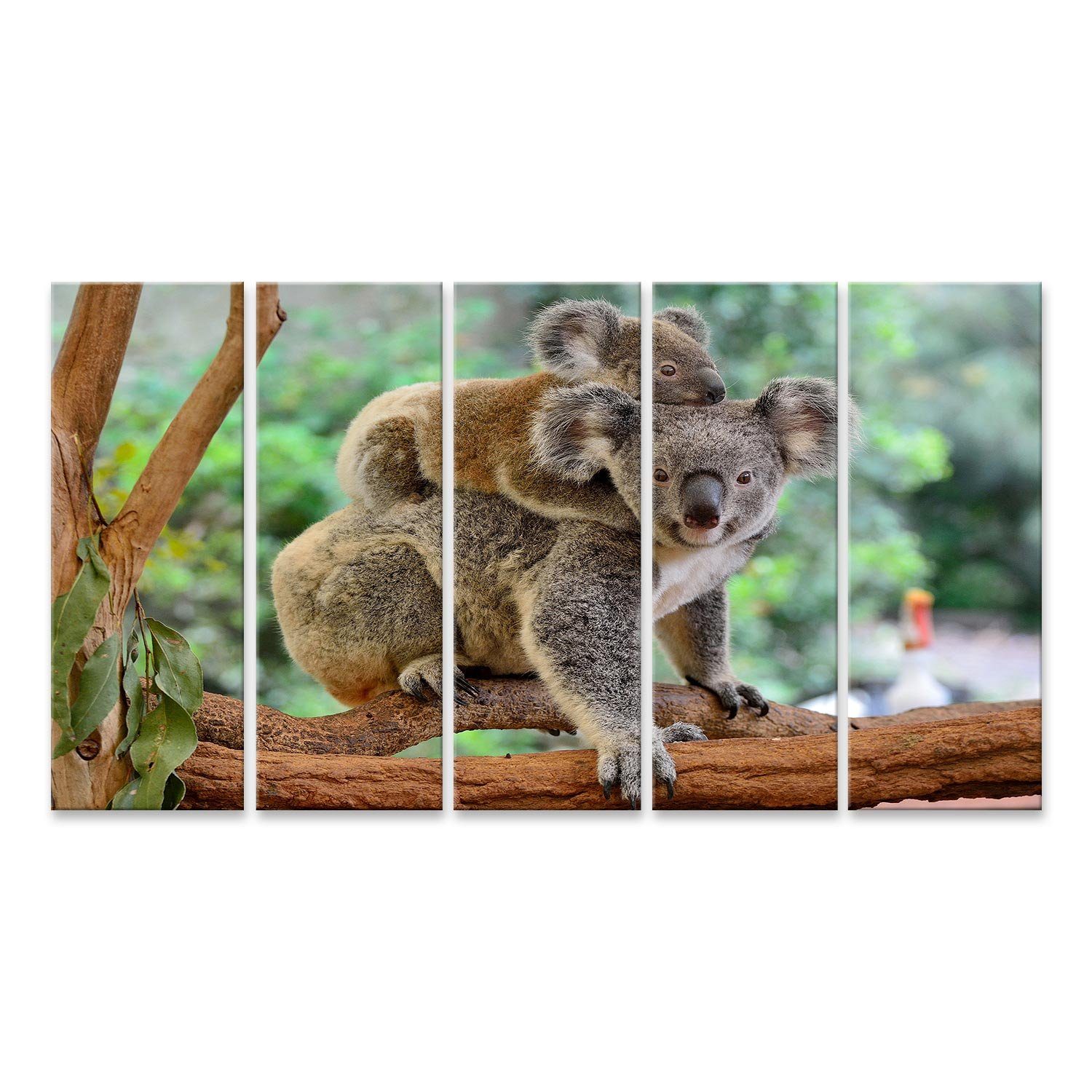 islandburner Leinwandbild Bild auf Leinwand Koala Bär Baby Auf Rücken Mutter Eukalyptusbaum ...