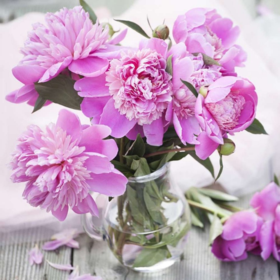 Linoows Papierserviette 20 Servietten Rosa Pfingstrosen Ein