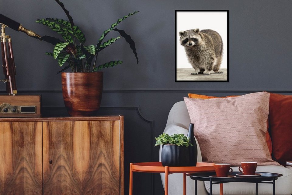 Muchowow Poster Waschbär Tiere Weißer Hintergrund Jungen