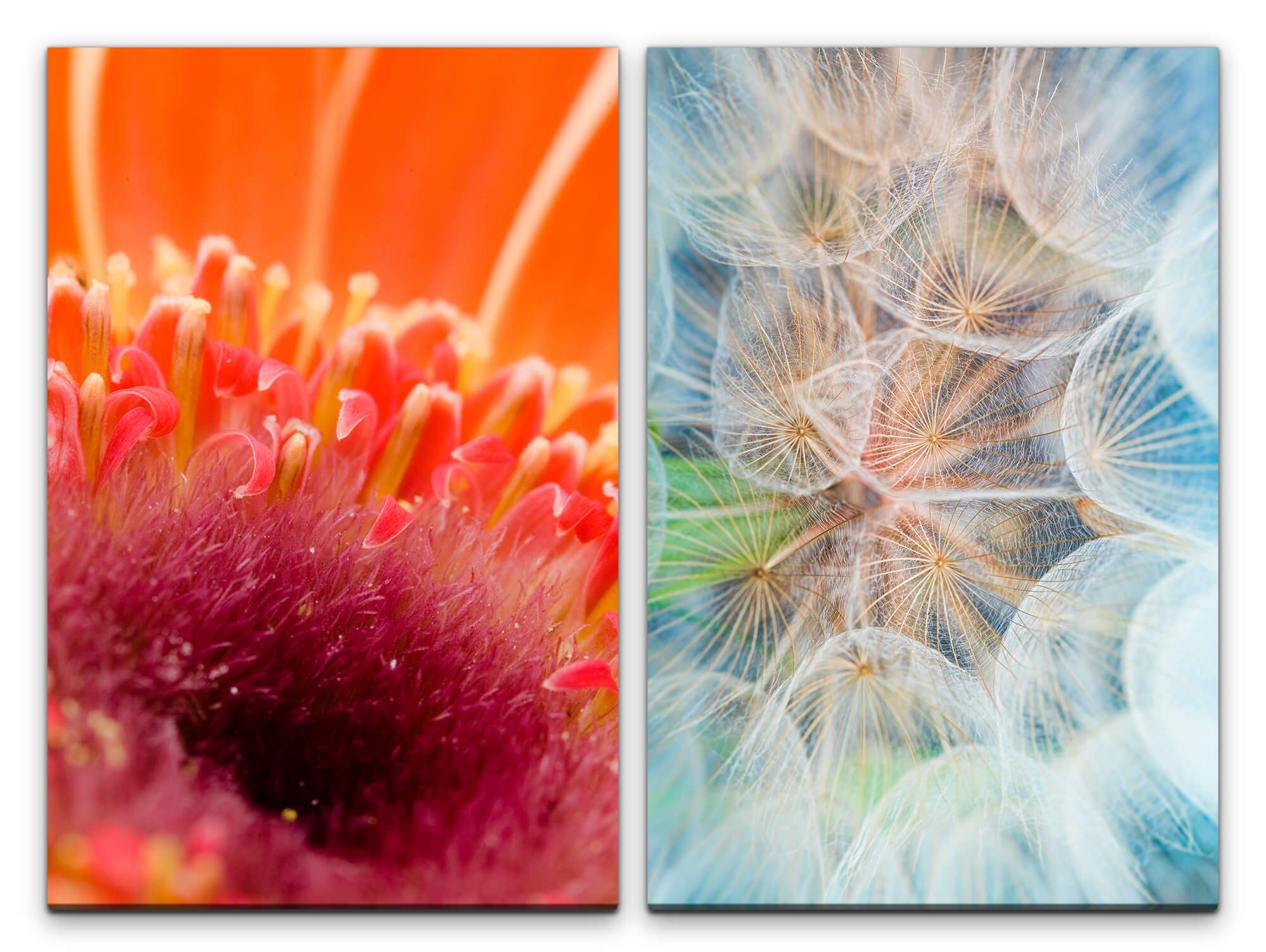 Sinus Art Leinwandbild 2 Bilder Je 60x90cm Rote Blume Pusteblume Nektar