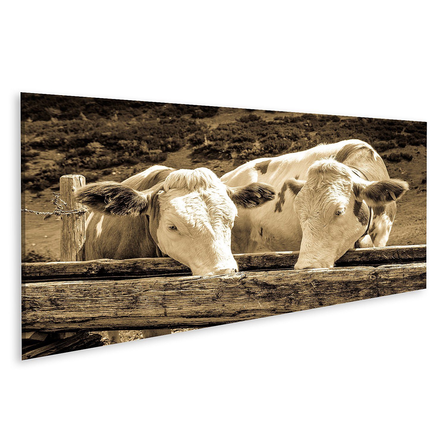 islandburner Leinwandbild Bild auf Leinwand Kühe in den europäischen Alpen Foto Wandbild Poster