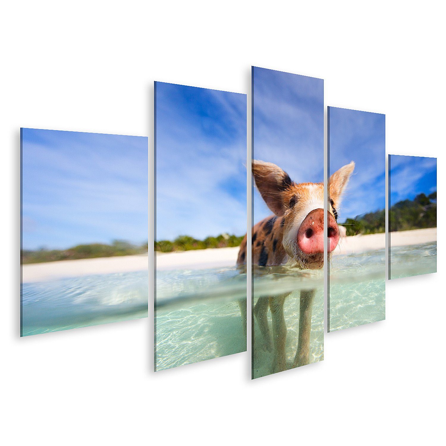 islandburner Leinwandbild Bild auf Leinwand Kleines Schweinchen Wasser Strand Exuma Bahamas ...