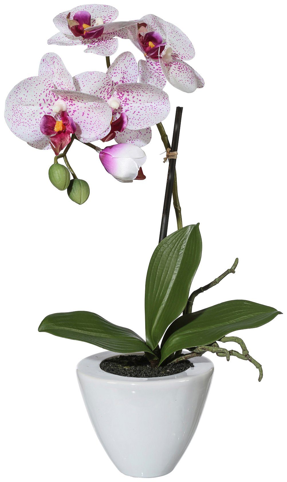 Kunstpflanze Orchidee Phalaenopsis Im Keramiktopf Höhe 36 Cm Weiß