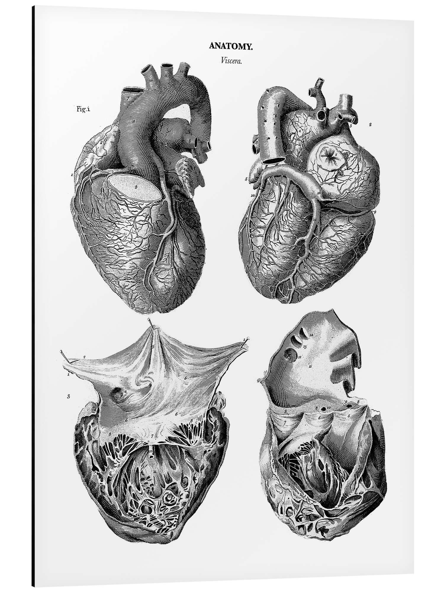 Posterlounge Alu Dibond Druck Thomas Milton Anatomie Des Menschlichen