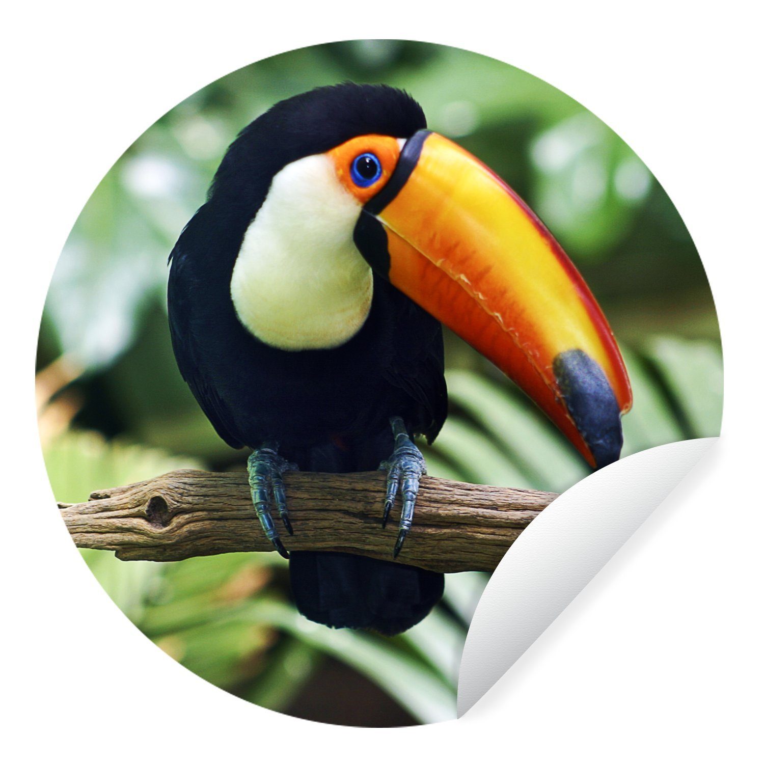 Muchowow Wandsticker Ein Tukan Schaut Von Einem Ast Herunter 1 St
