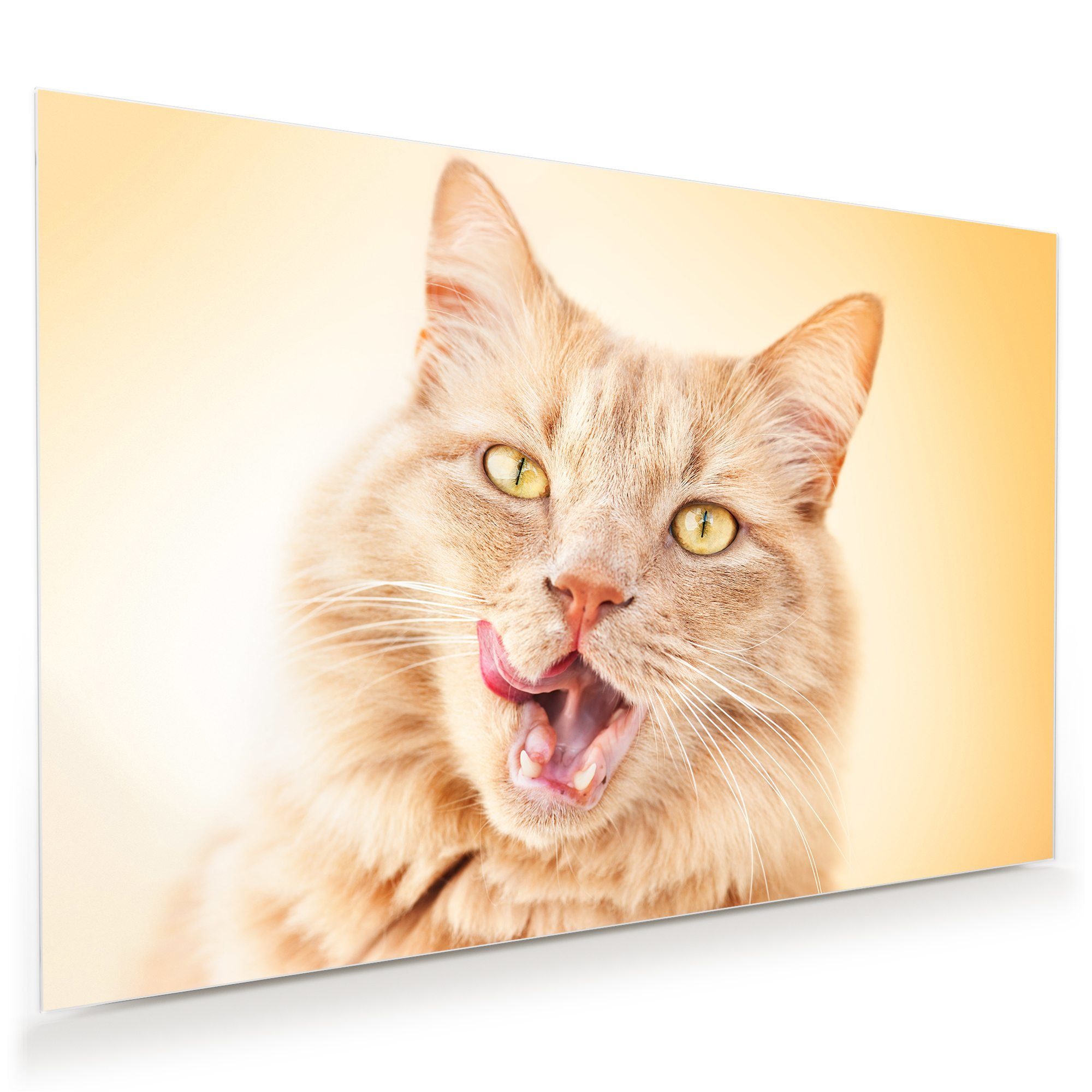 Primedeco Glasbild Wandbild Katze Leckt Seine Hiebe Mit Aufhängung Tiere