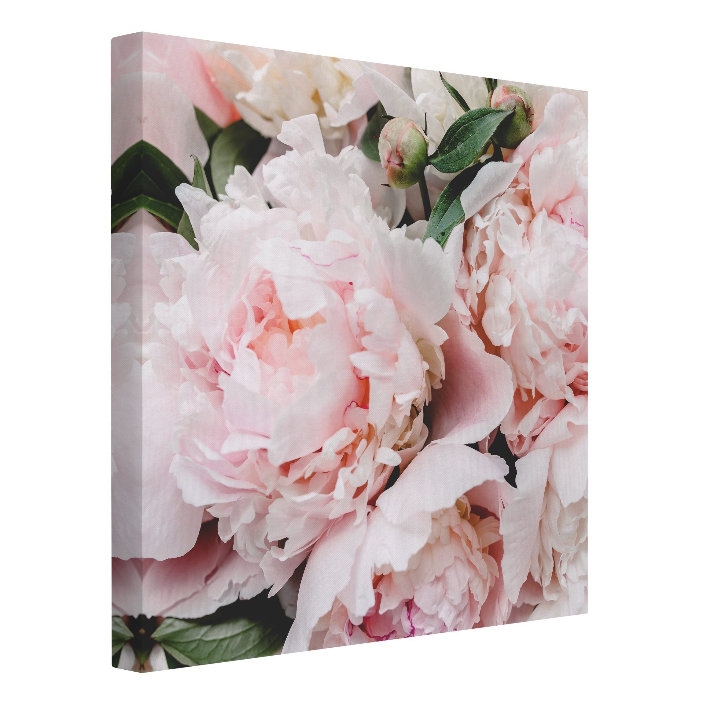 Bilderdepot24 Leinwandbild Blumen Natur Modern Floral Pfingstrosen rosa Bild auf Leinwand XXL ...