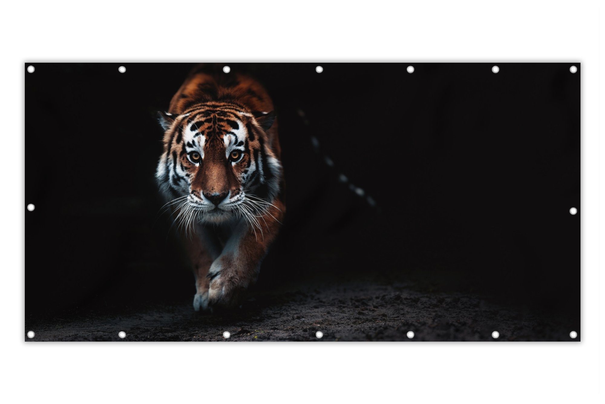 Muchowow Balkonsichtschutz Tiere Tiger Schwarz Wild Porträt 1
