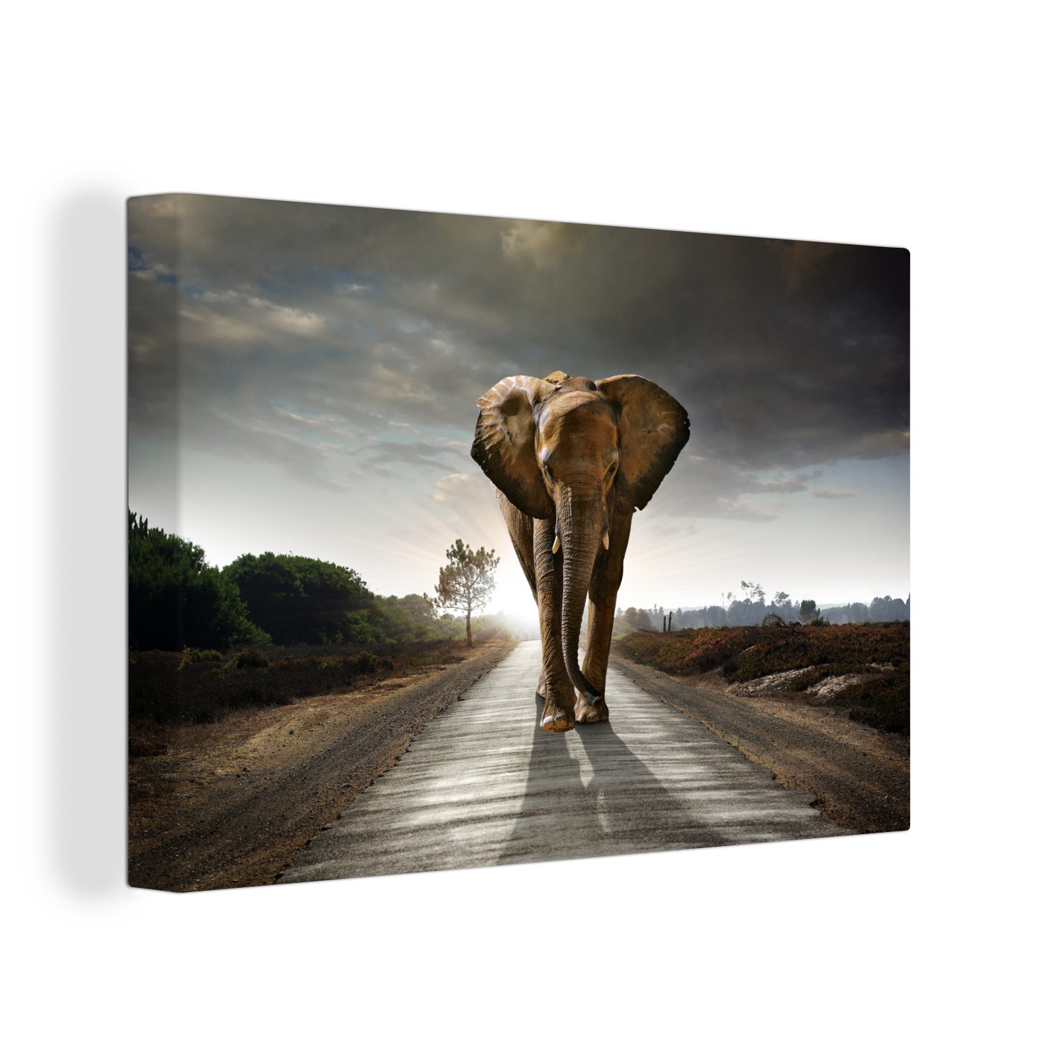 Onemillioncanvasses® Leinwandbild Elefant Natur Straße 1 St