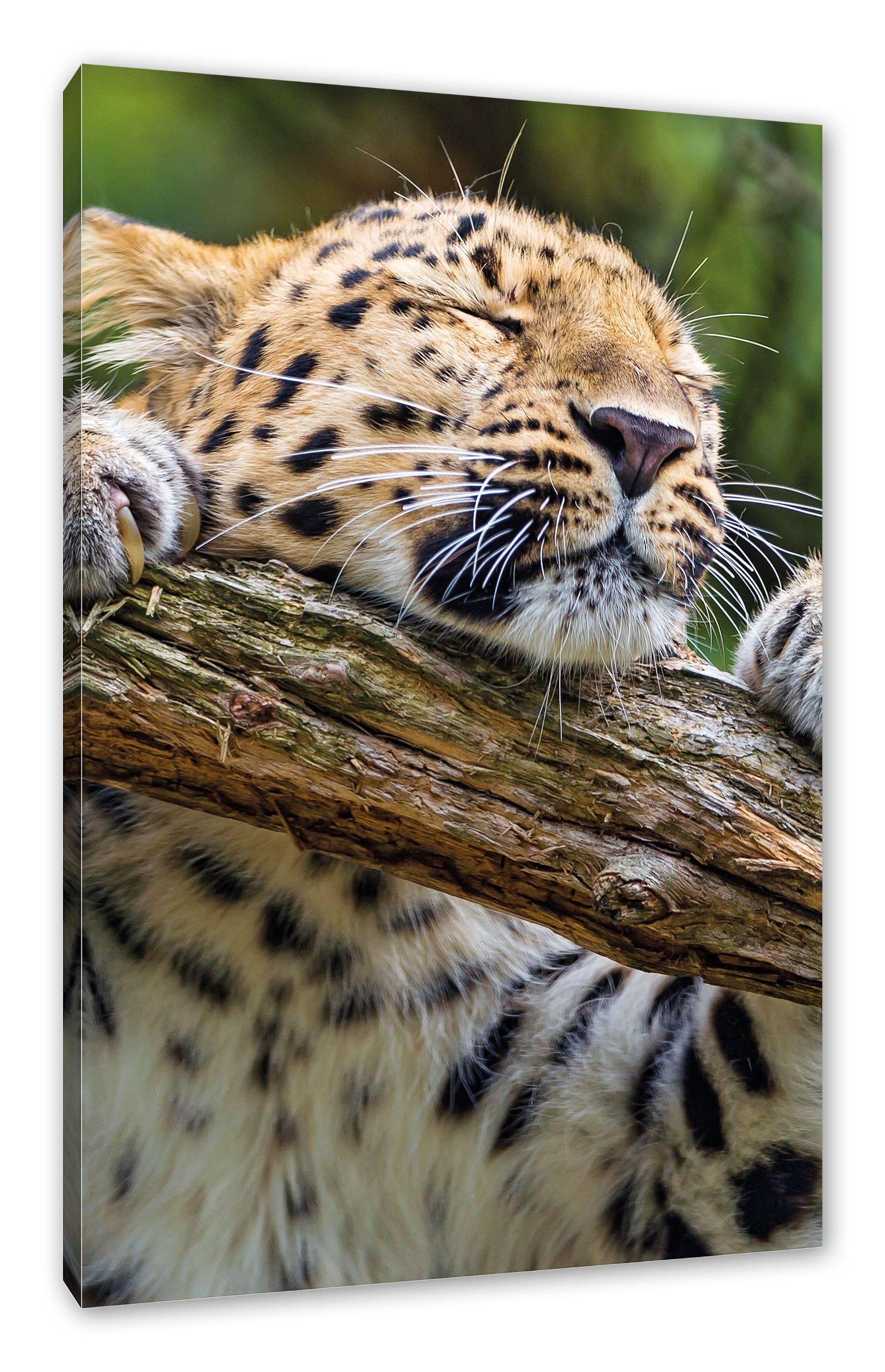 Pixxprint Leinwandbild Verspielter Leopard Verspielter Leopard 1 St