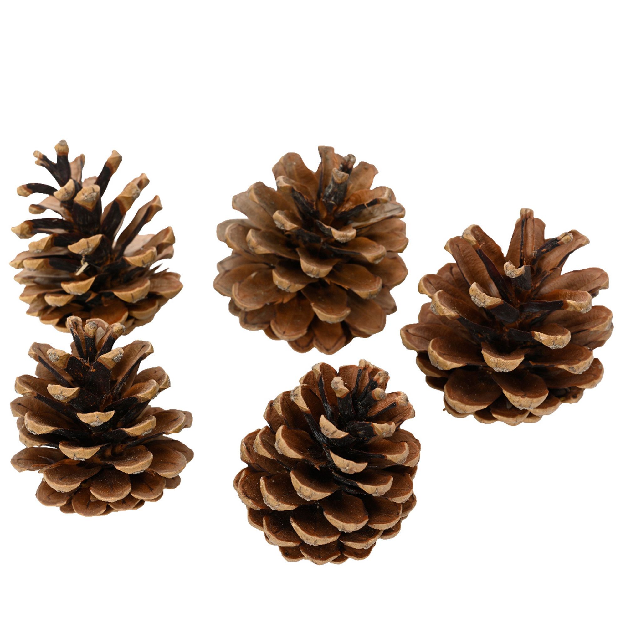 Decoris Season Decorations Bastelnaturmaterial Tannenzapfen Deko
