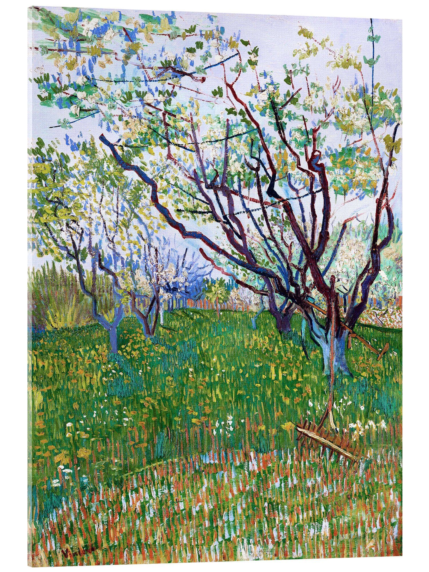 Posterlounge Acrylglasbild Vincent Van Gogh Obstgarten In Der Blüte