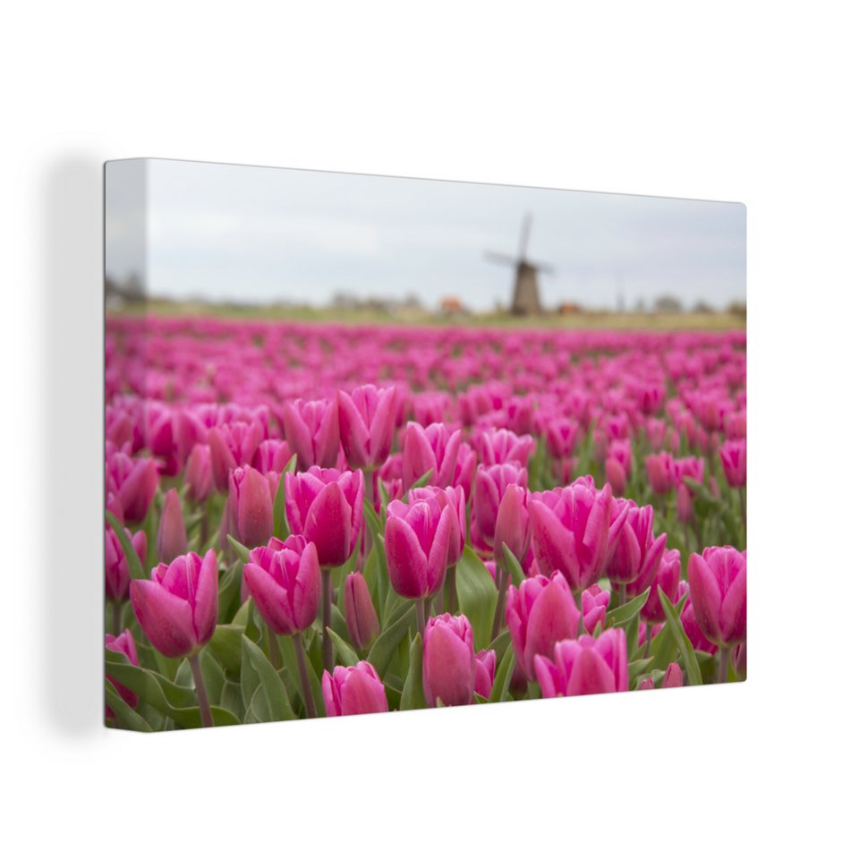 Onemillioncanvasses® Leinwandbild Rosa Tulpen Und Windmühle Fotodruck