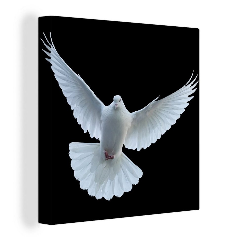 Onemillioncanvasses® Leinwandbild Taube Vogel Schwarz Weiß