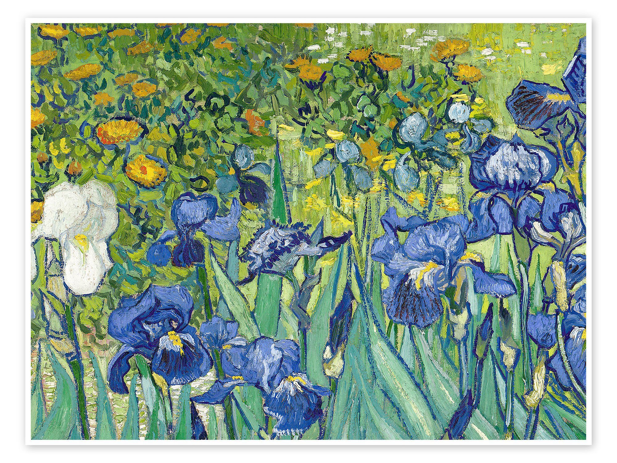 Posterlounge Poster Vincent Van Gogh Iris Wohnzimmer Malerei Druck